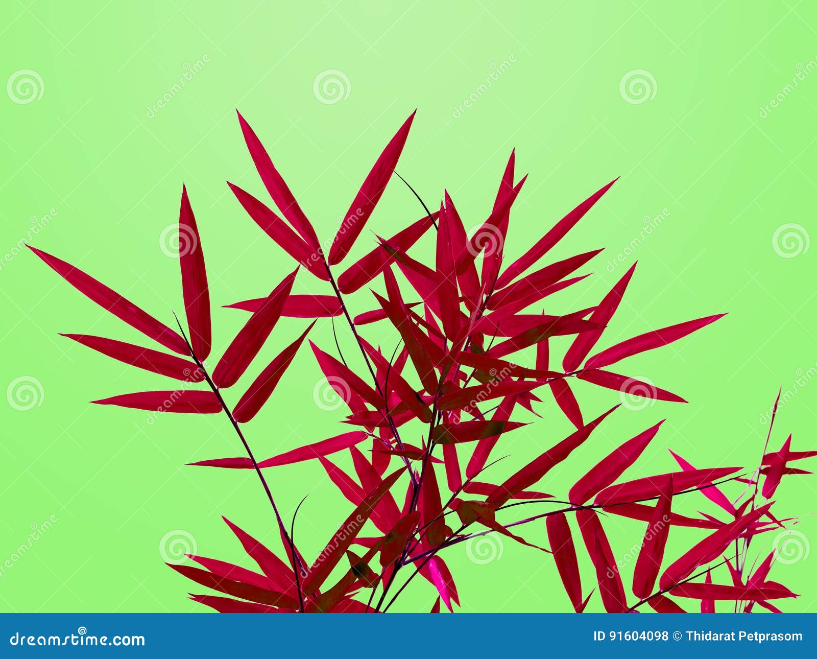 Red Bamboo Leaves Isolated in Bright Green Background Stock Photo ...