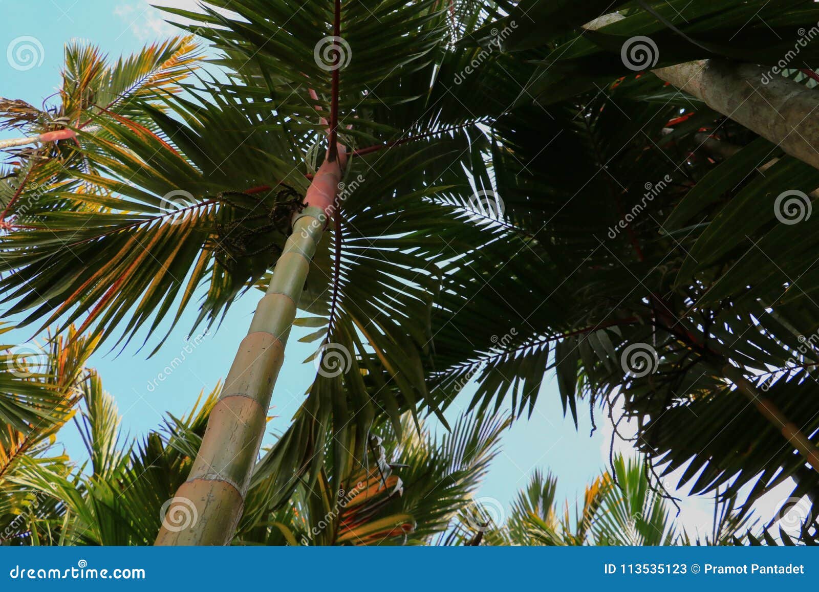 Red Bamboo, Palm Tree Bottom View Stock Image - Image of variety ...