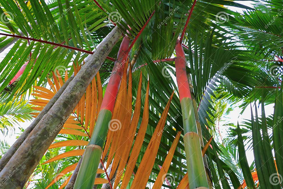 Red Bamboo, Palm Tree Bottom View Stock Image - Image of branch, twig ...
