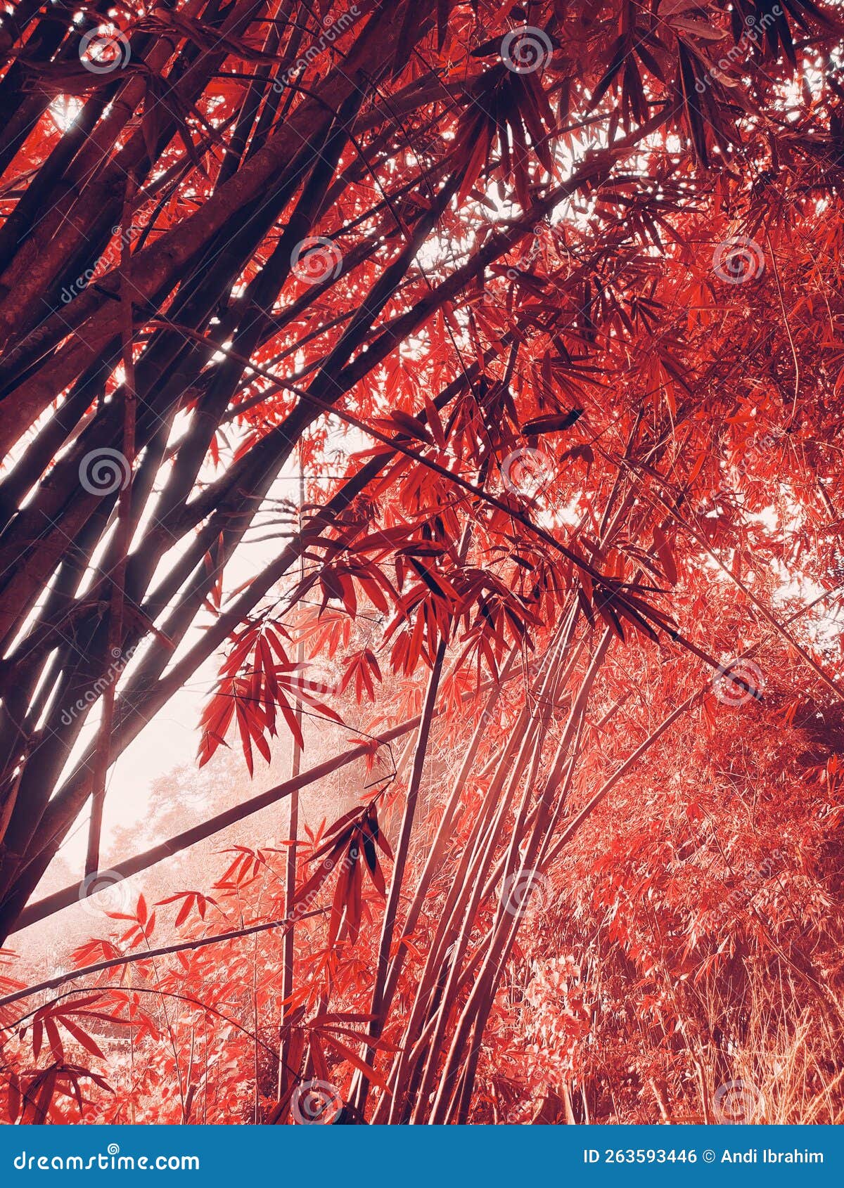 Red Bamboo Trees Have Green and Shady Leaves Stock Photo - Image of ...