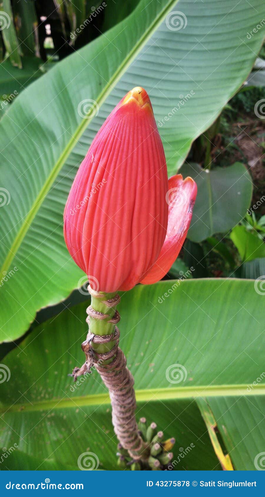 Red banana blossom stock photo. Image of vegetation, tree - 43275878