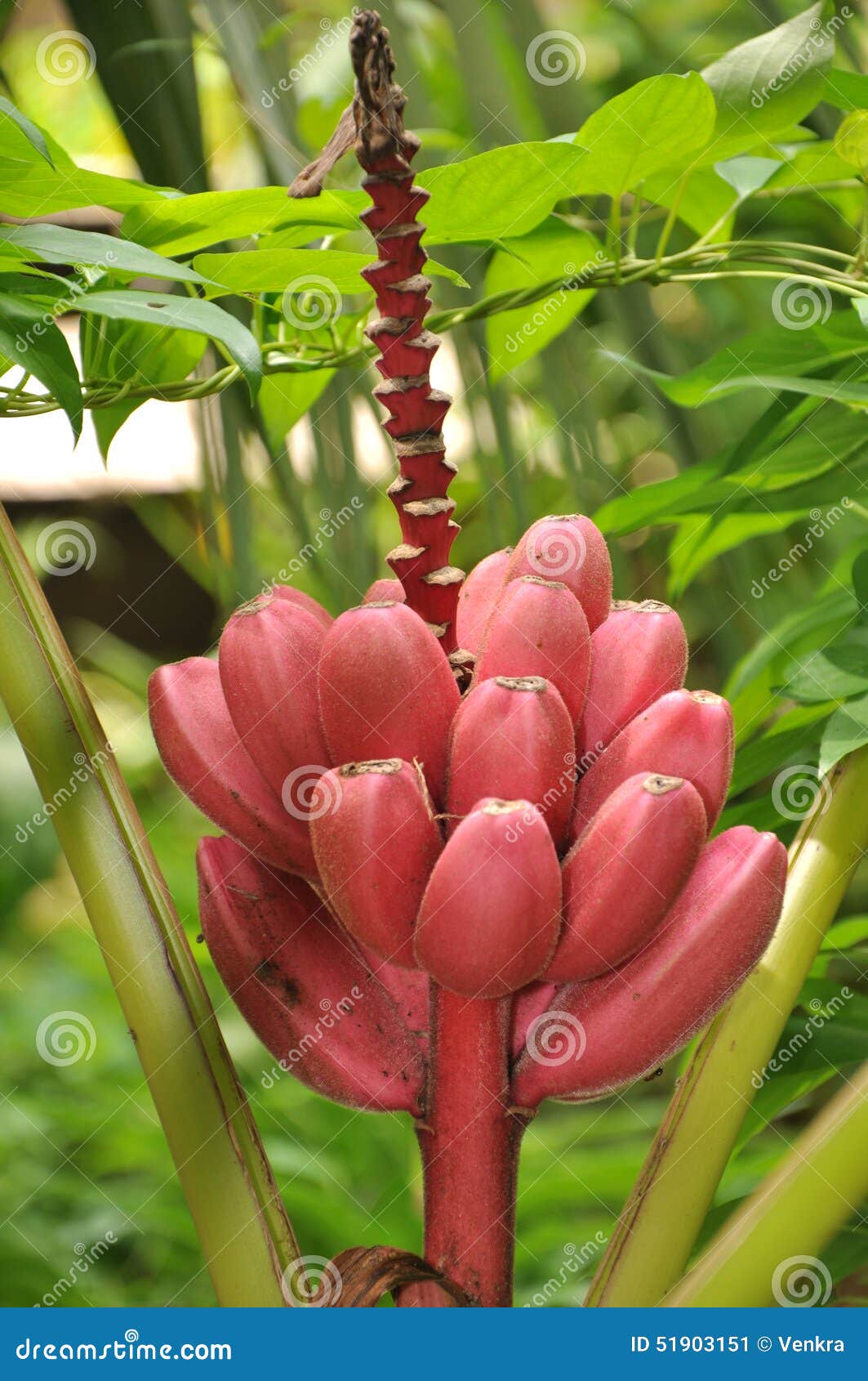 Red banana stock image. Image of ornamental, bananas - 51903151