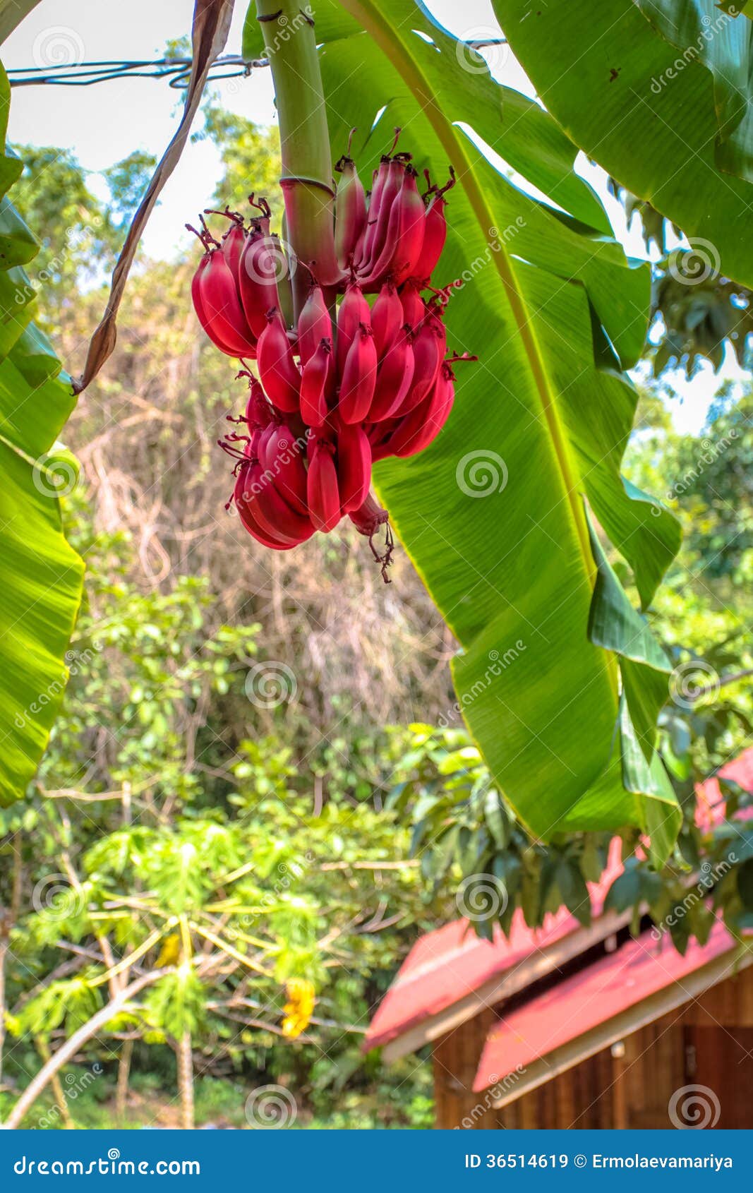 Red banana bunch stock image. Image of delicacy, agriculture - 36514619