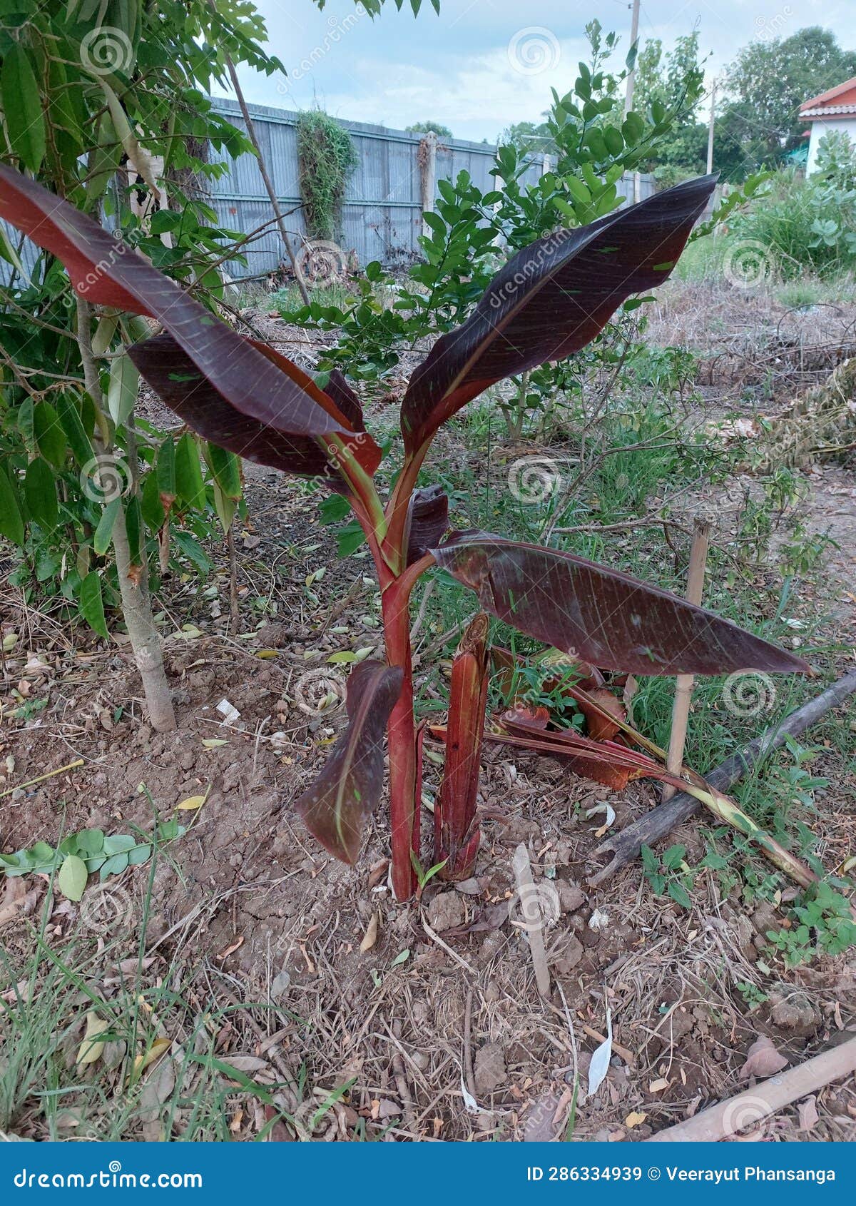 The Red Banana Tree Was Cut Down by the Wind. Stock Image - Image of ...