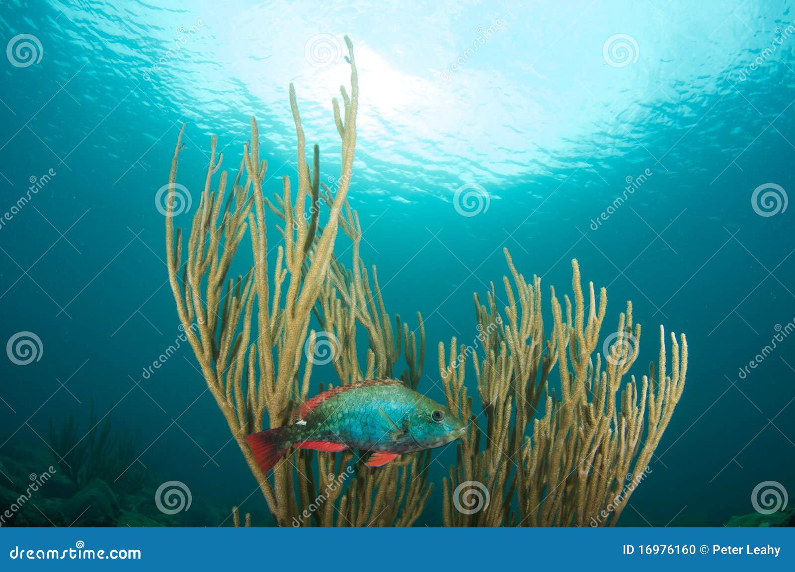 Red Band Parrotfish stock photo. Image of tropical, angelfish - 16976160