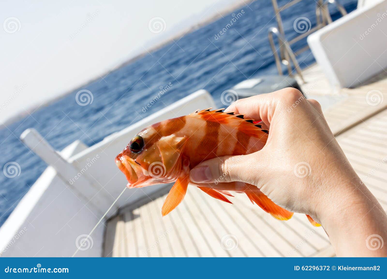 A Red banded grouper stock photo. Image of fished, grouper - 62296372