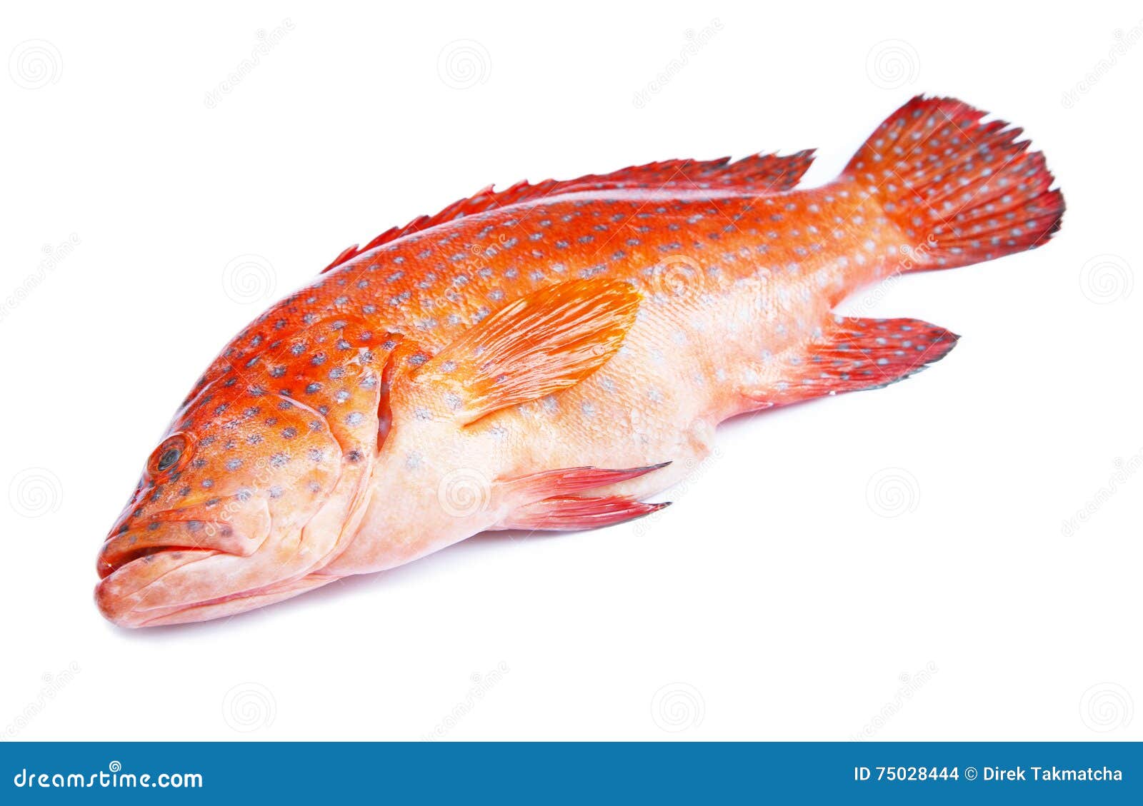 Red-banded Grouper Isolated Stock Photo - Image of ingredient, white ...