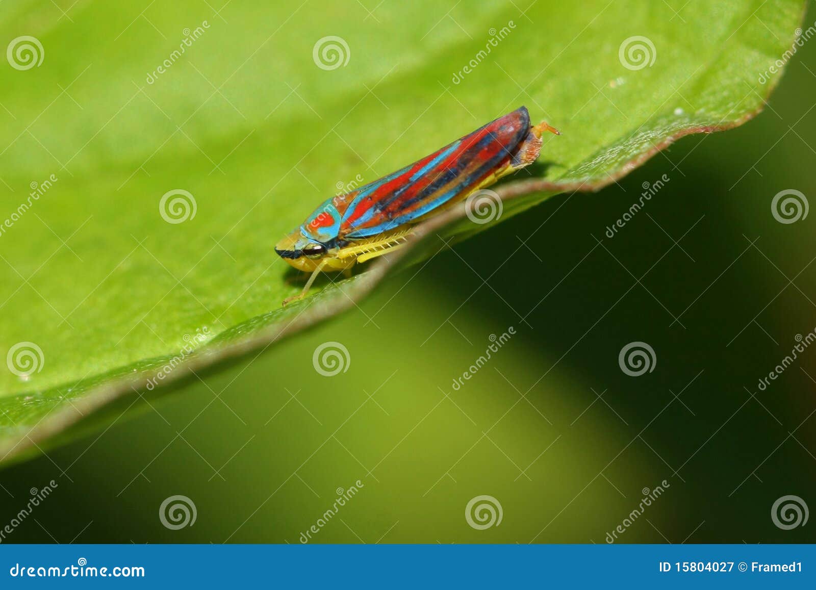 Red-banded Leafhopper stock image. Image of forest, ecuador - 15804027