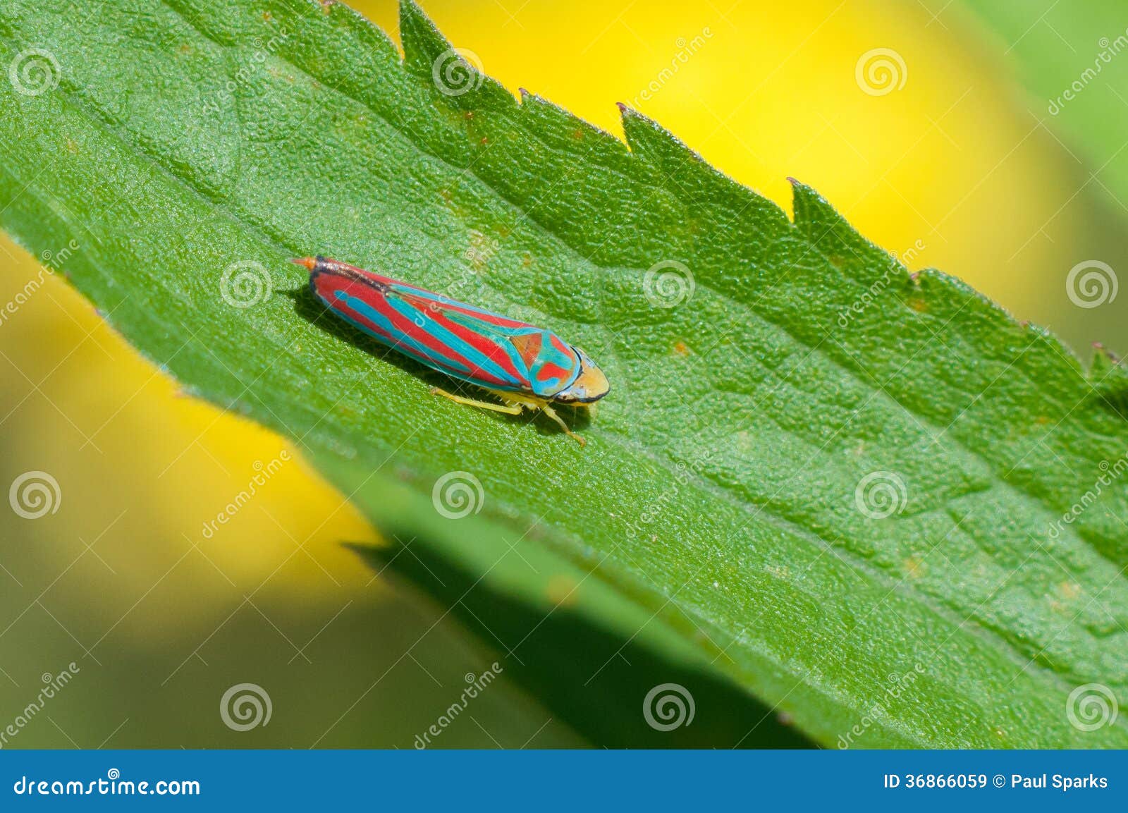 Red-banded Leafhopper stock image. Image of leafhopper - 36866059