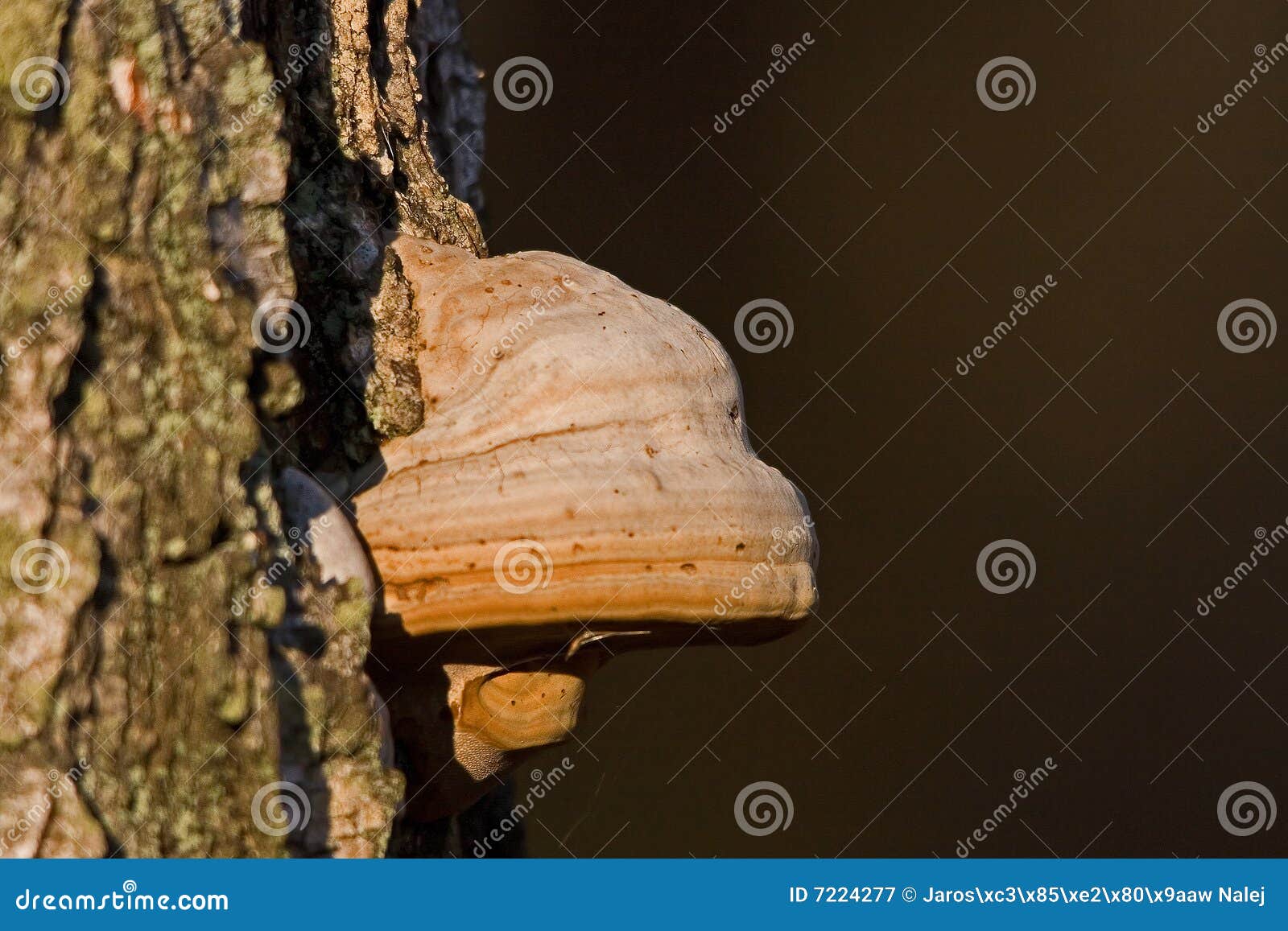 Red Banded Polypore stock image. Image of pinicola, banded - 7224277