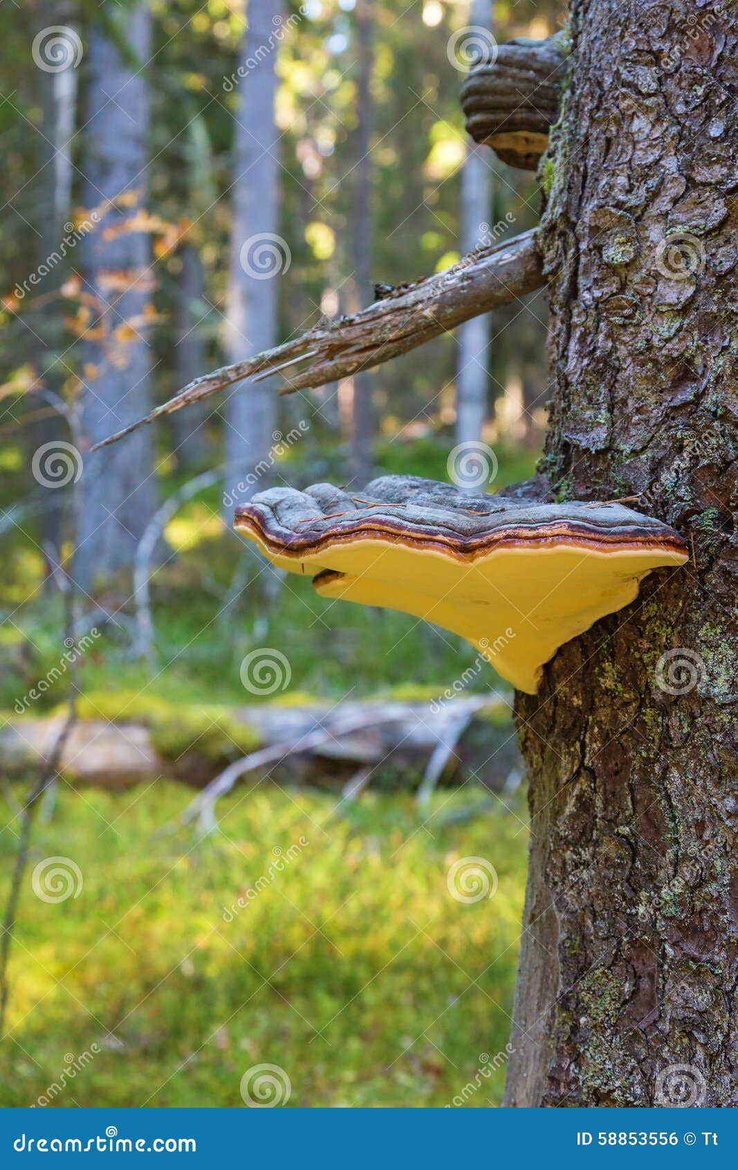 Red Banded Polypore in Forest Stock Photo - Image of stump, conifer ...