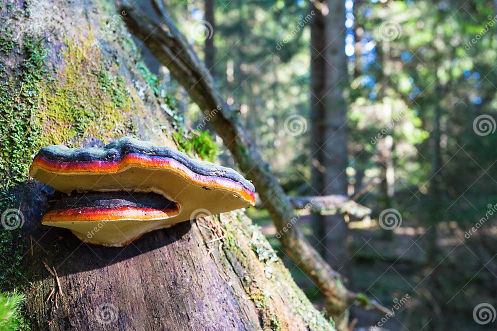 Red Banded Polypore on a Tree Stock Image - Image of closeup ...