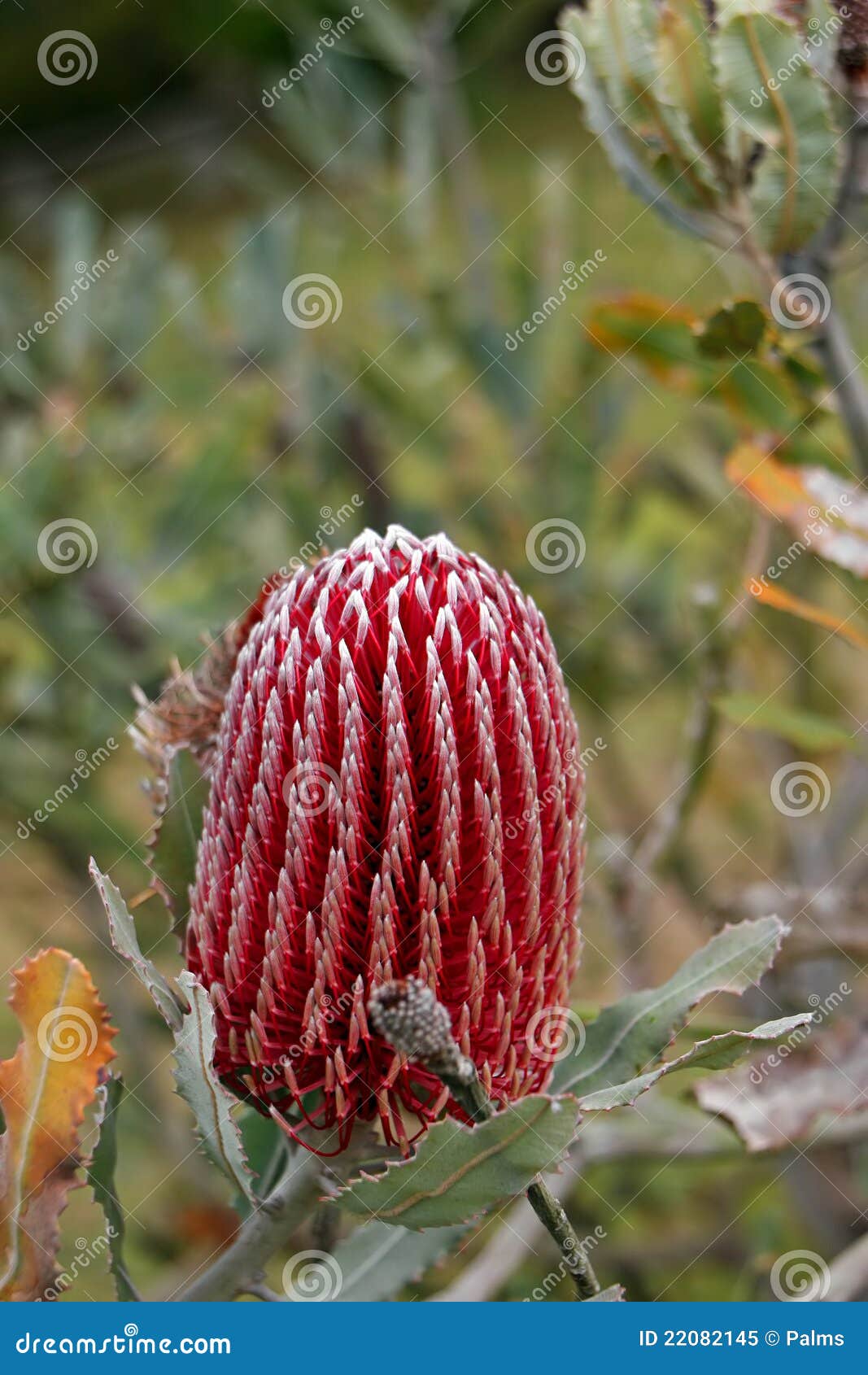 Red Banksia Flower in Bloom Stock Image - Image of colored, colourful ...