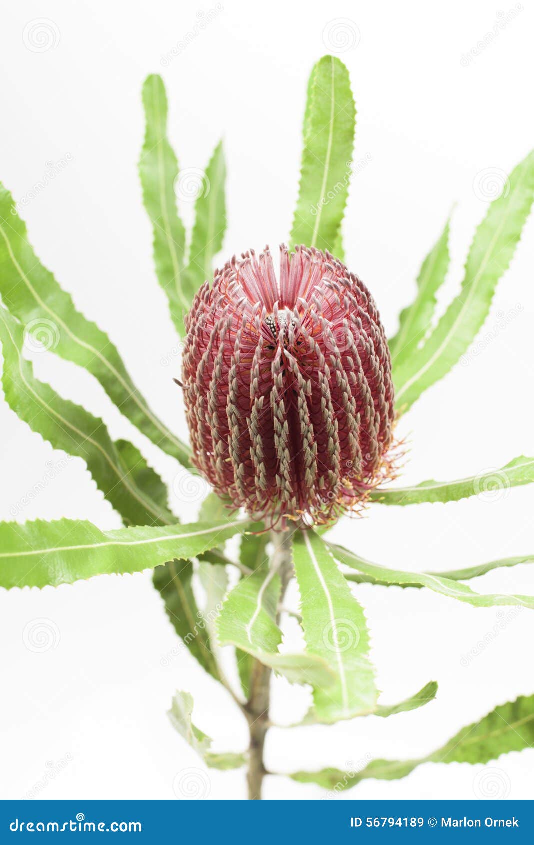 Red banksia flower stock image. Image of natural, color - 56794189