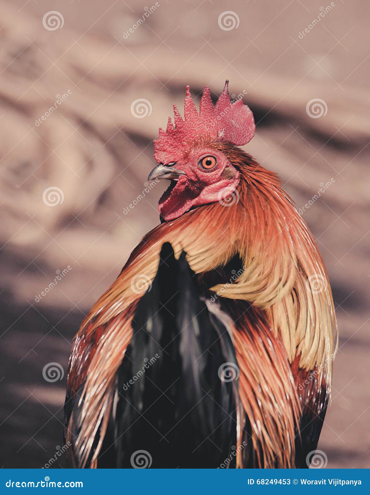 Red bantam stock image. Image of dinosour, gater, buddhistm - 68249453