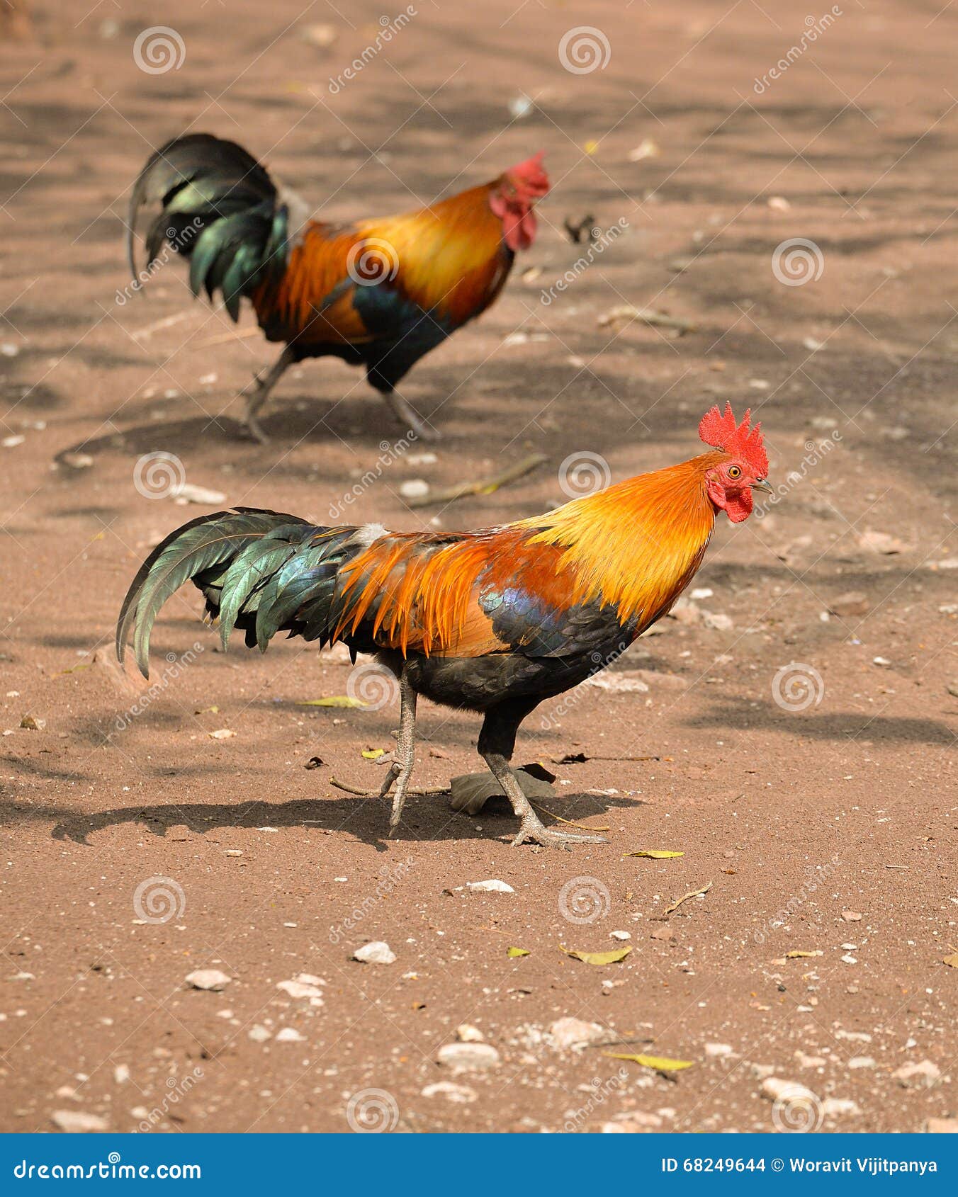 Red bantam stock photo. Image of chicken, imitation, food - 68249644