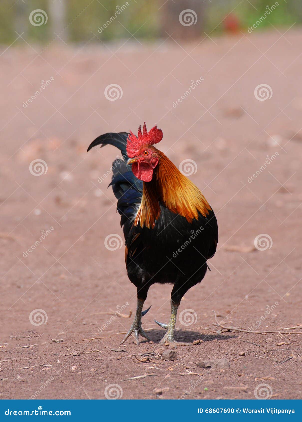Red bantam stock photo. Image of city, grass, animal - 68607690
