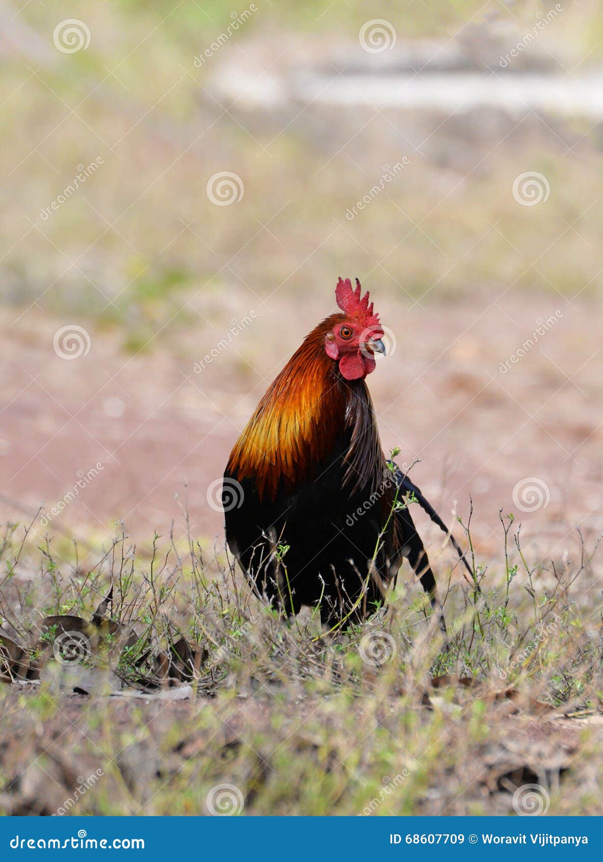 Red bantam stock image. Image of mountain, india, asia - 68607709
