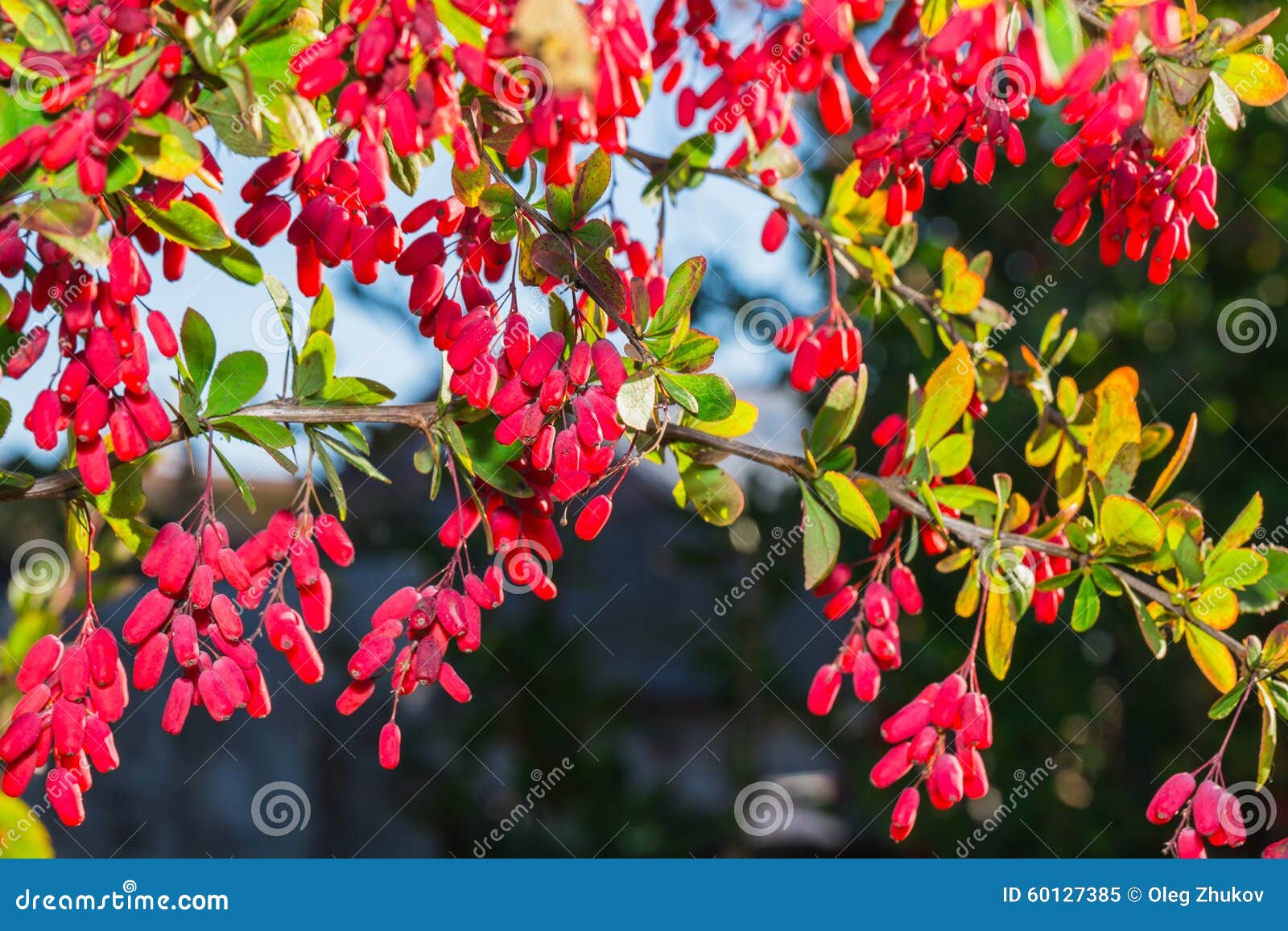 Red Barberry Berries on the Tree Stock Image - Image of shrub, bush ...
