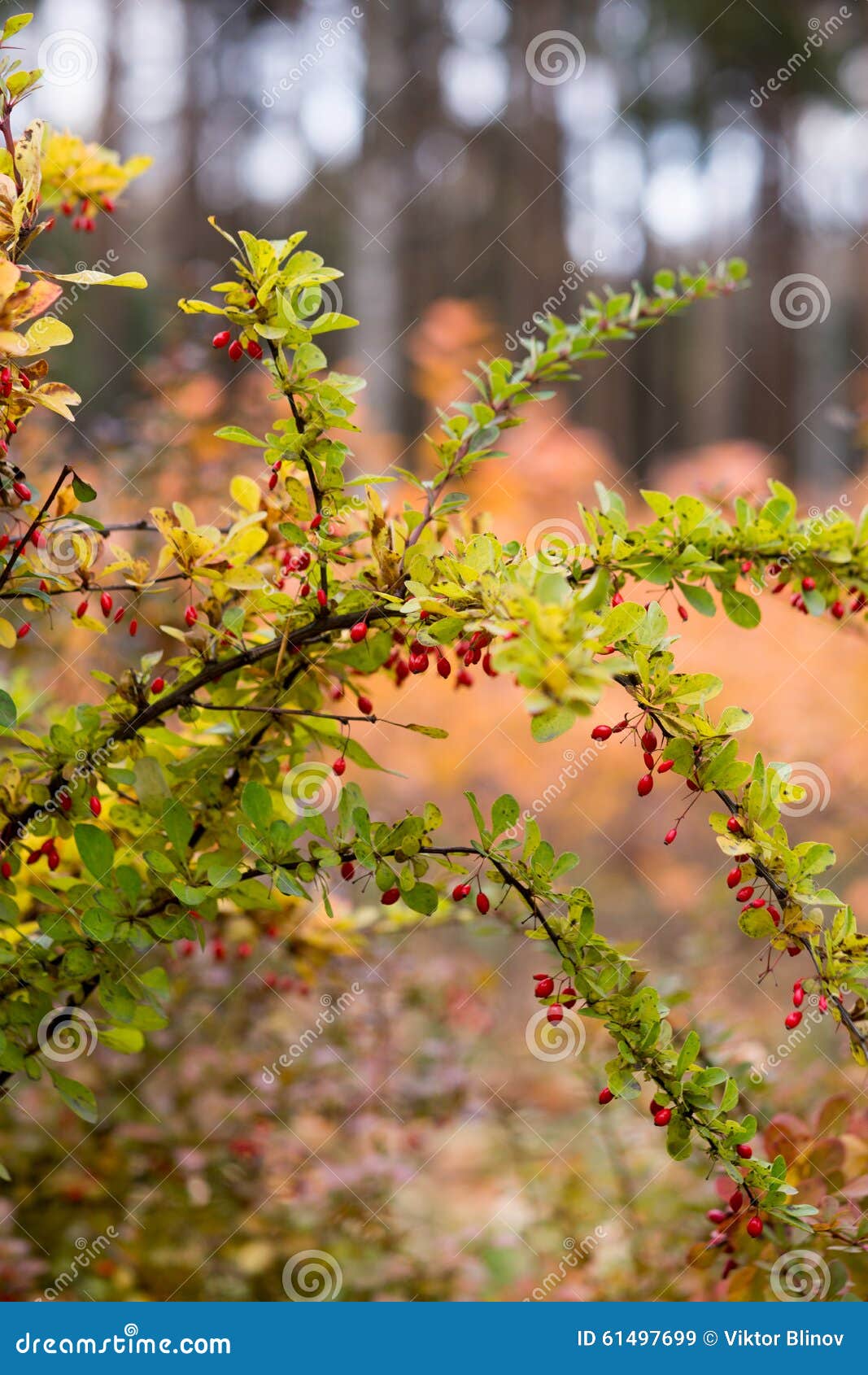 Red barberry berries stock image. Image of autumn, medicinal - 61497699