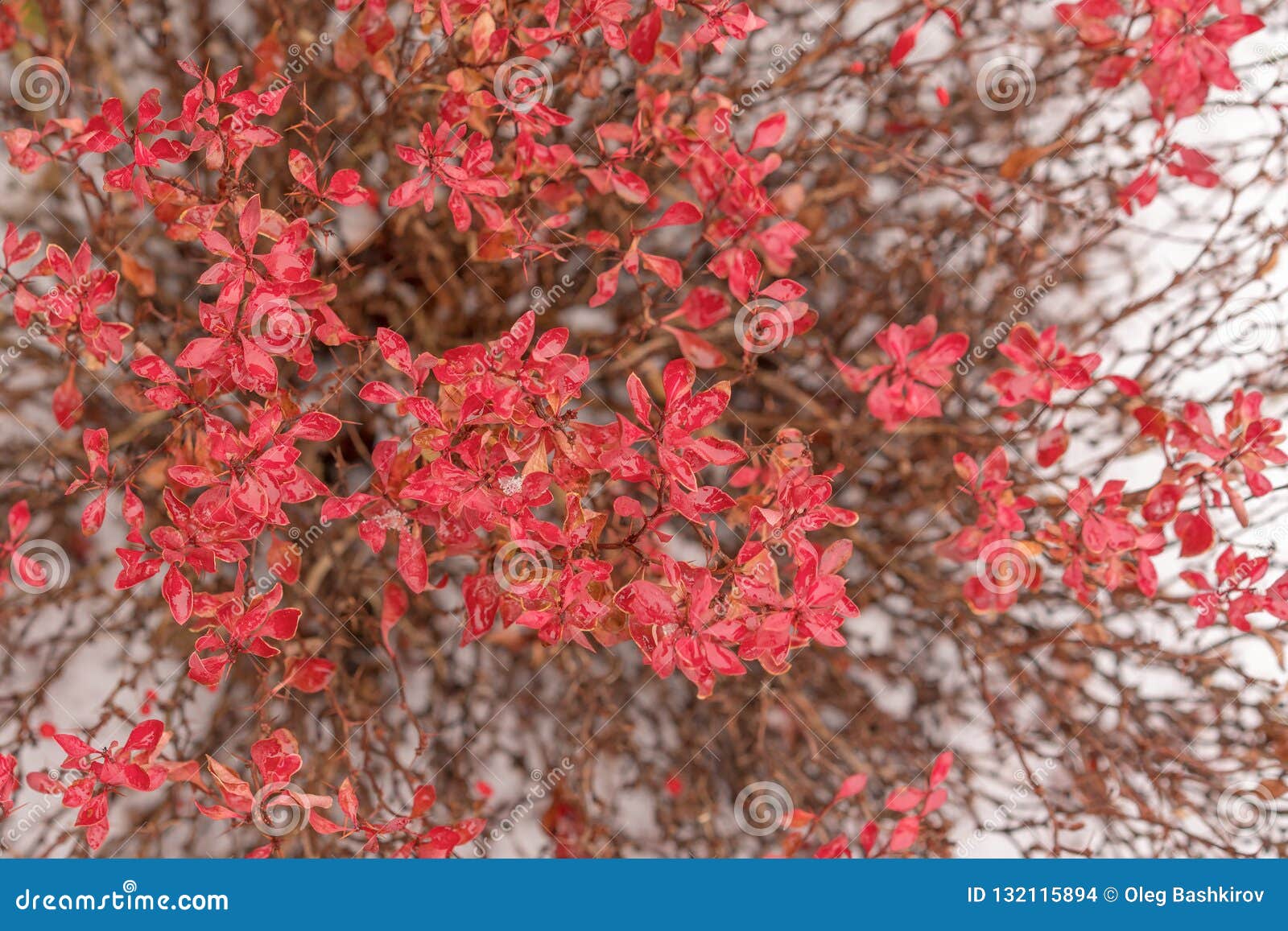 Bush Of Berberis Thunbergii, The Japanese Barberry, Thunberg`s B ...