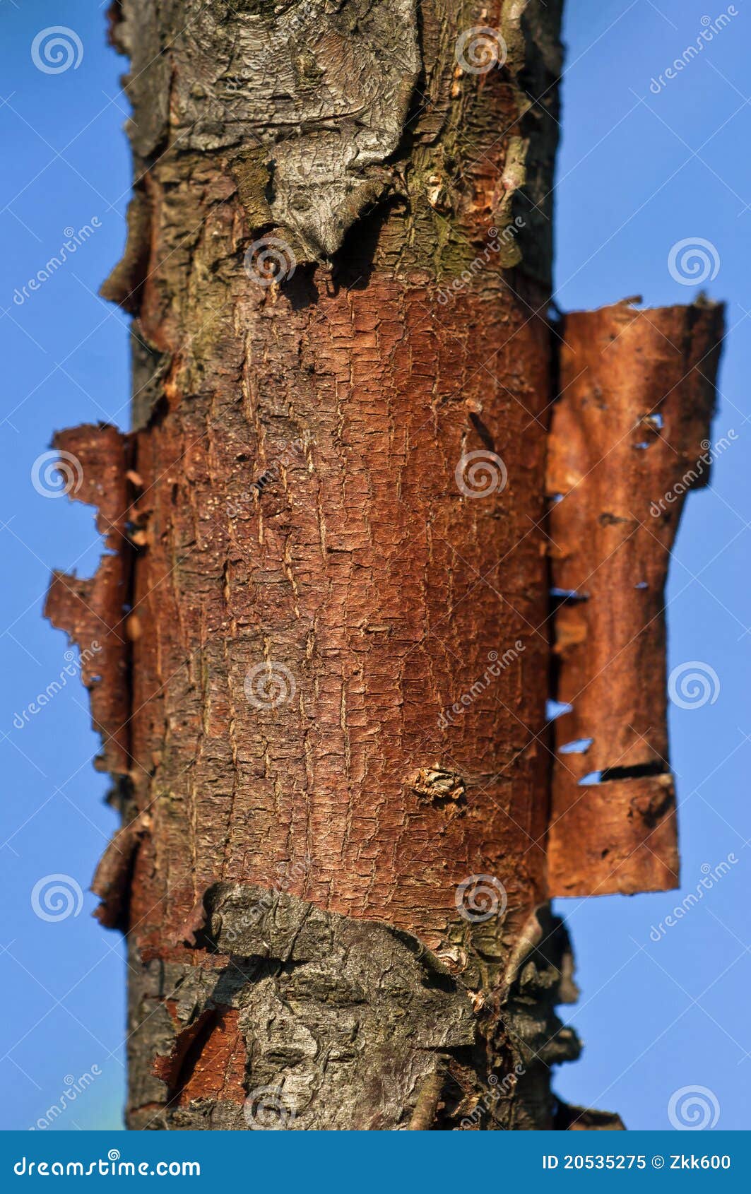Red bark stock image. Image of close, sunshine, natural - 20535275