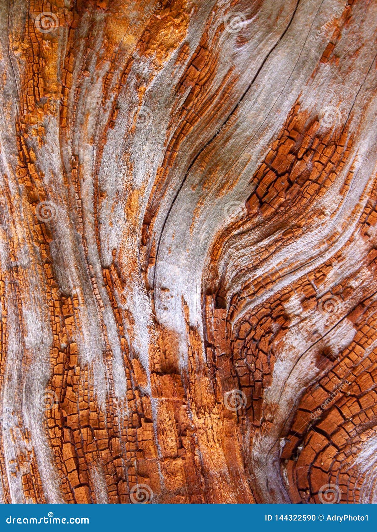 Red bark oak stock photo. Image of padana, wave, countryside - 144322590