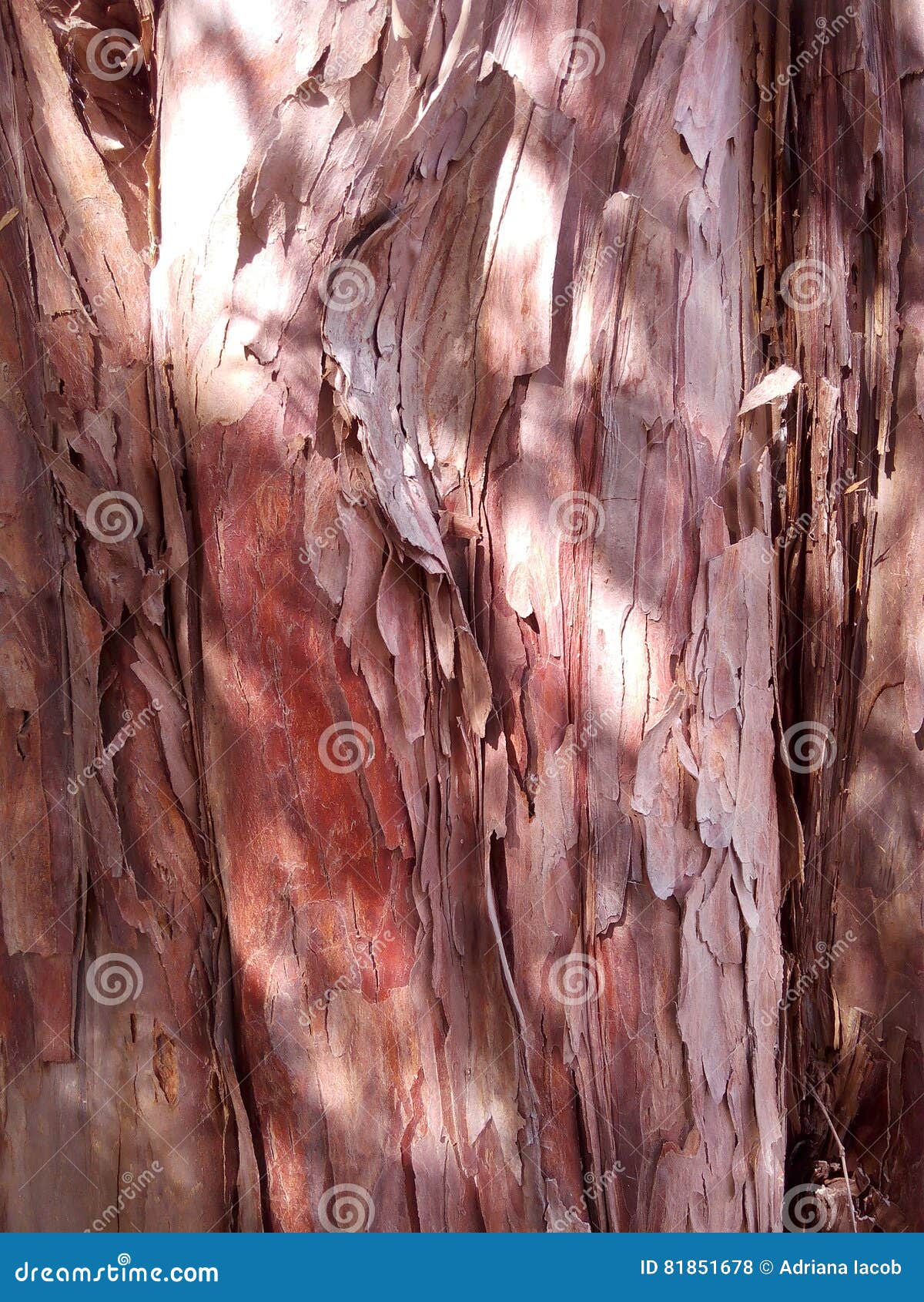 Red bark texture stock photo. Image of lines, organic - 81851678