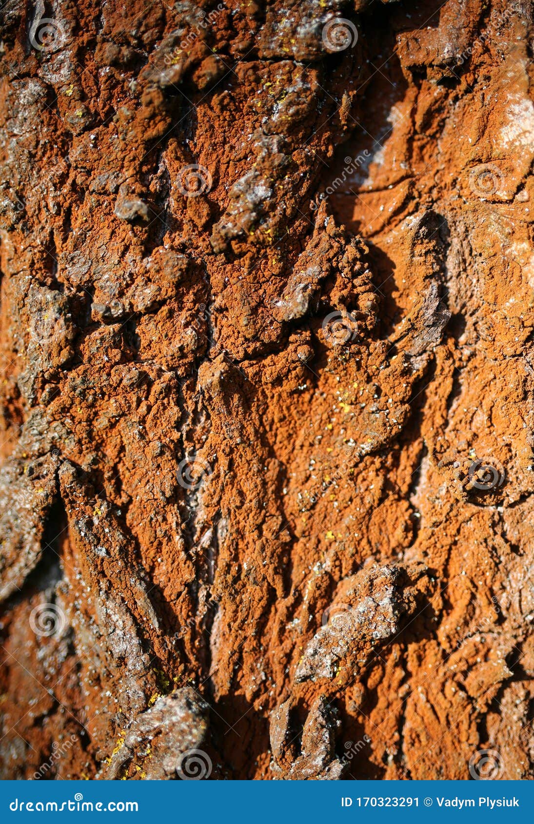Red Bark Tree Texture Background Stock Image - Image of close, tileable ...