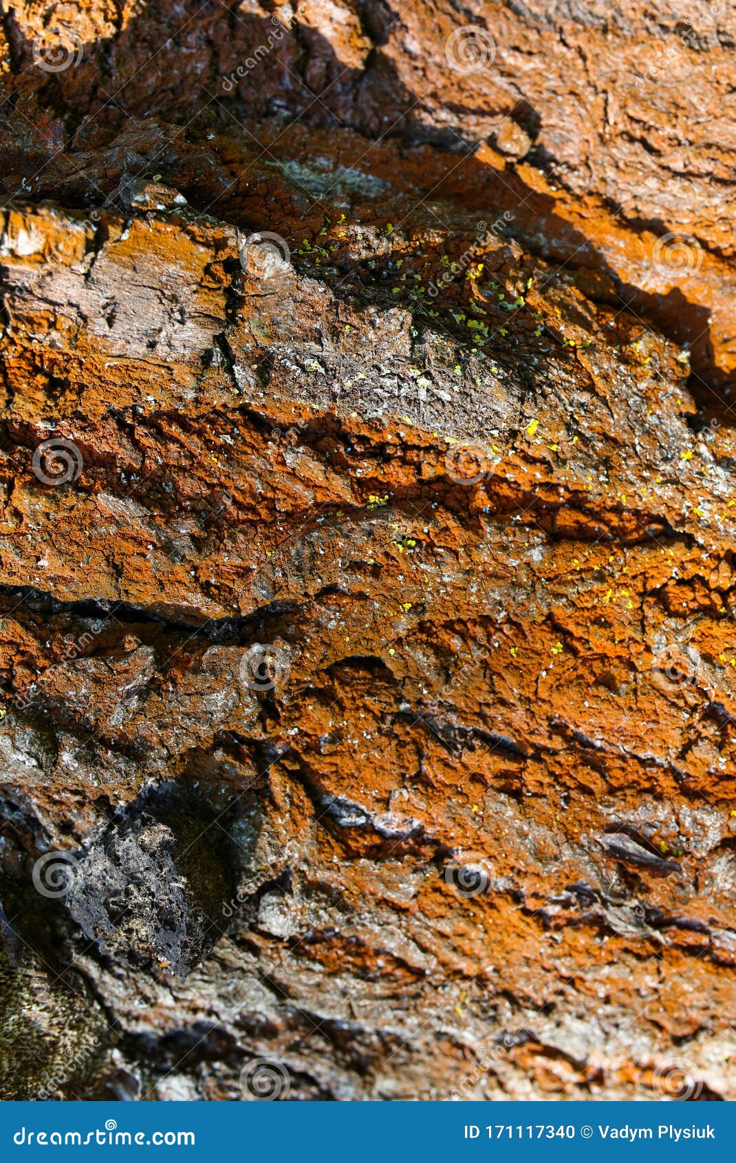 Red Bark Tree Texture Background Stock Photo - Image of abstract ...