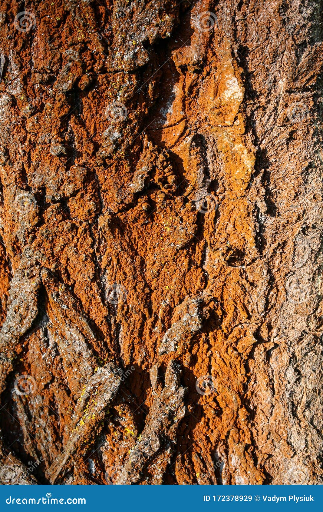 Red Bark Tree Texture Background Stock Image - Image of timber ...