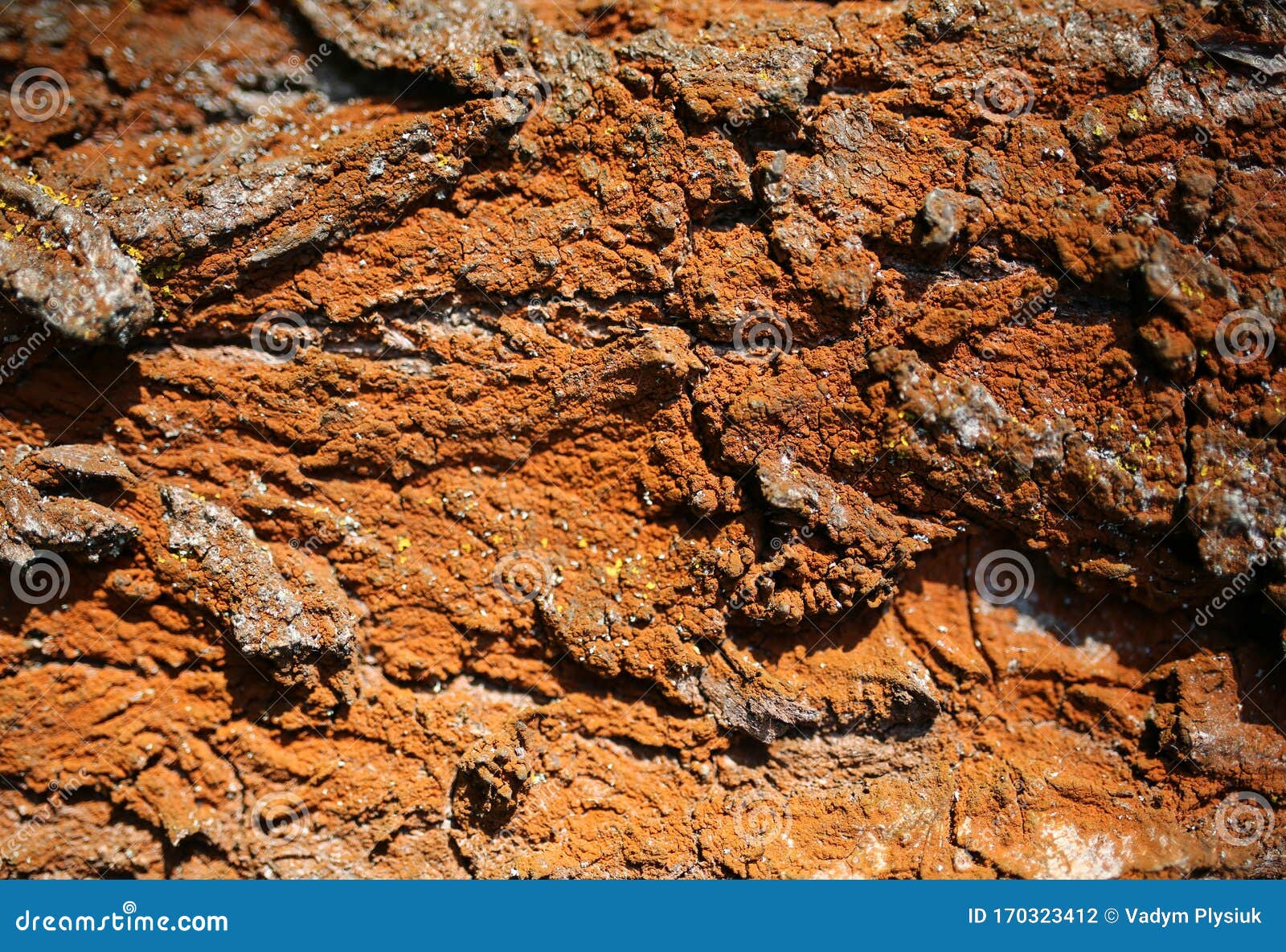Red Bark Tree Texture Background Stock Photo - Image of material, close ...