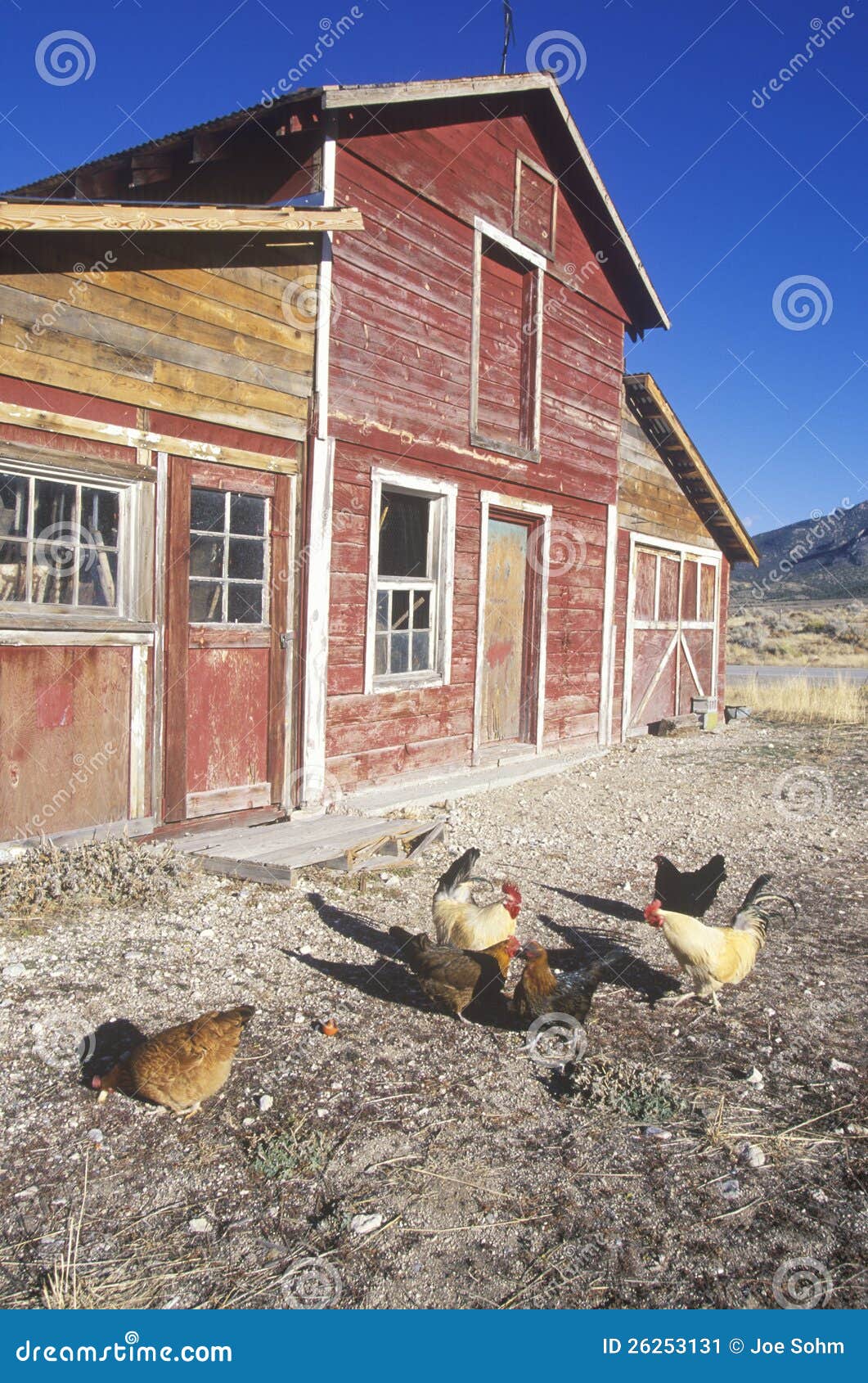 Red barn stock image. Image of rooster, fowl, barnyard - 26253131