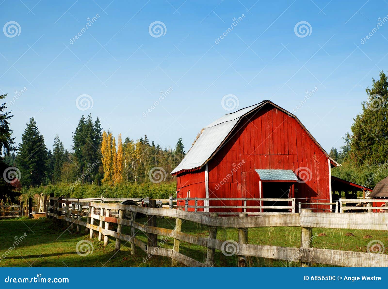 Red Barn stock photo. Image of door, cows, saddle, agriculture - 6856500