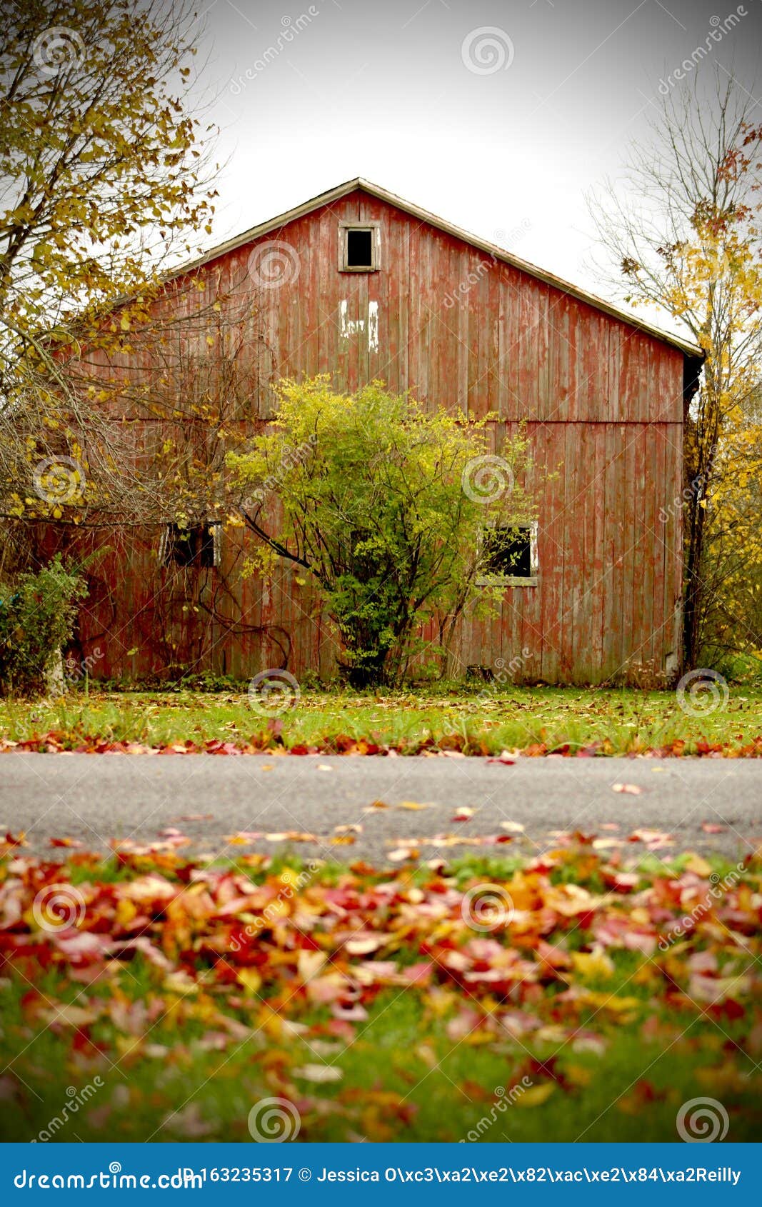 Barn Fall Leaves Stock Photos - Download 2,425 Royalty Free Photos