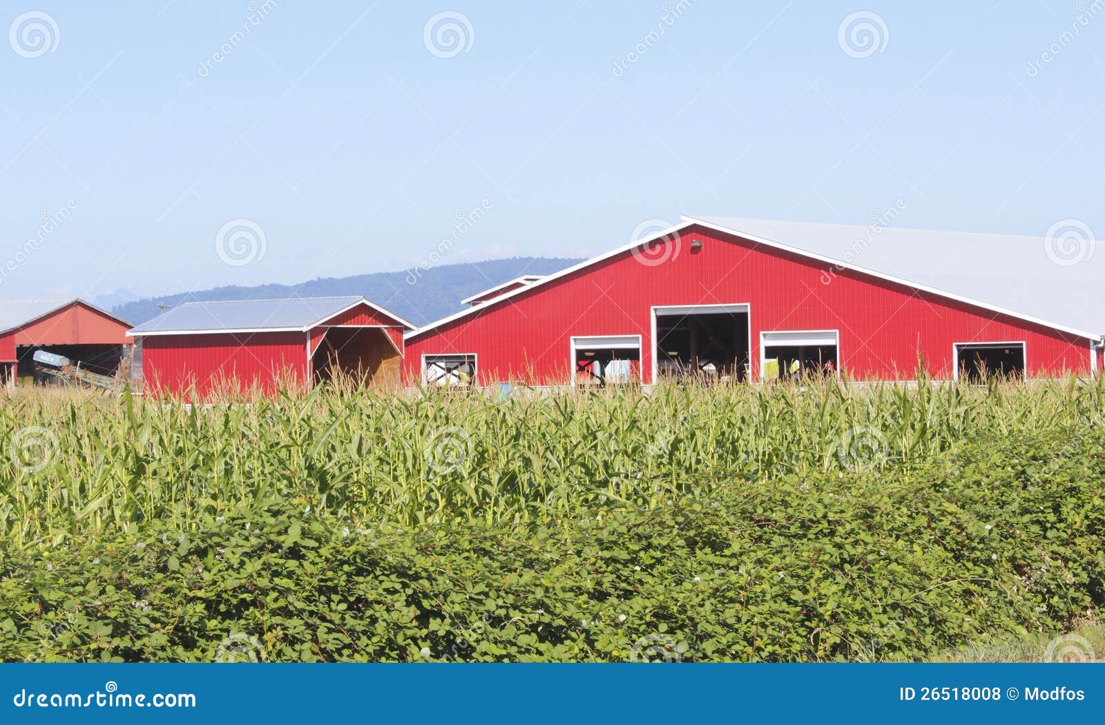 Red Barn and Corn Field stock photo. Image of corn, storage - 26518008