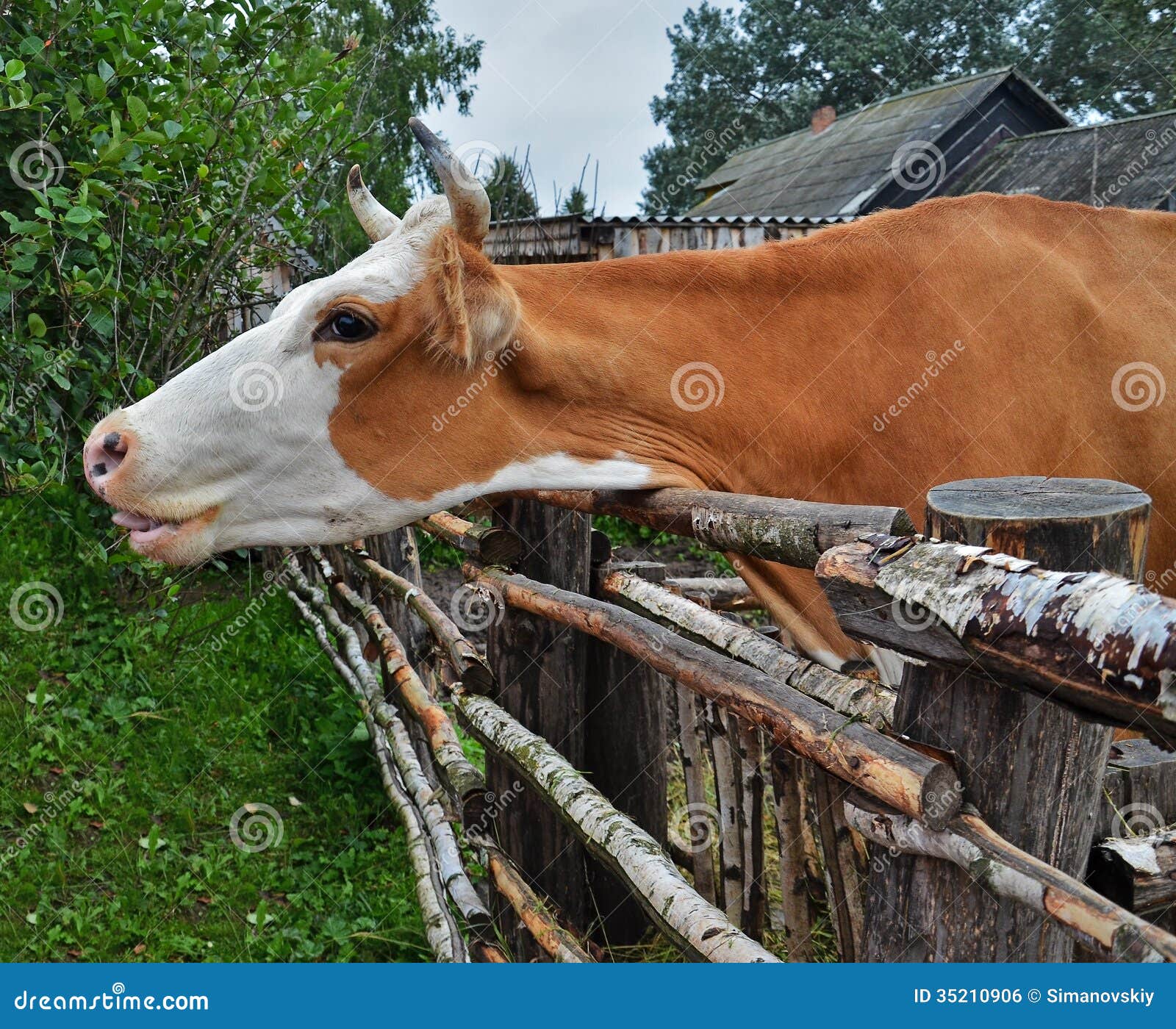 Red barn cow in the barn. stock photo. Image of cute - 35210906