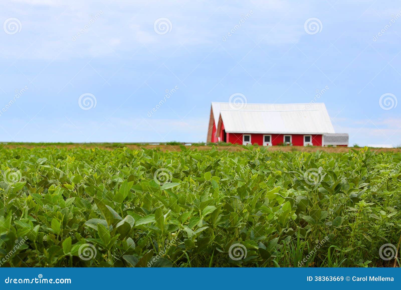 Red Barn in a Field of Soybeans Stock Image - Image of barn, healthy ...