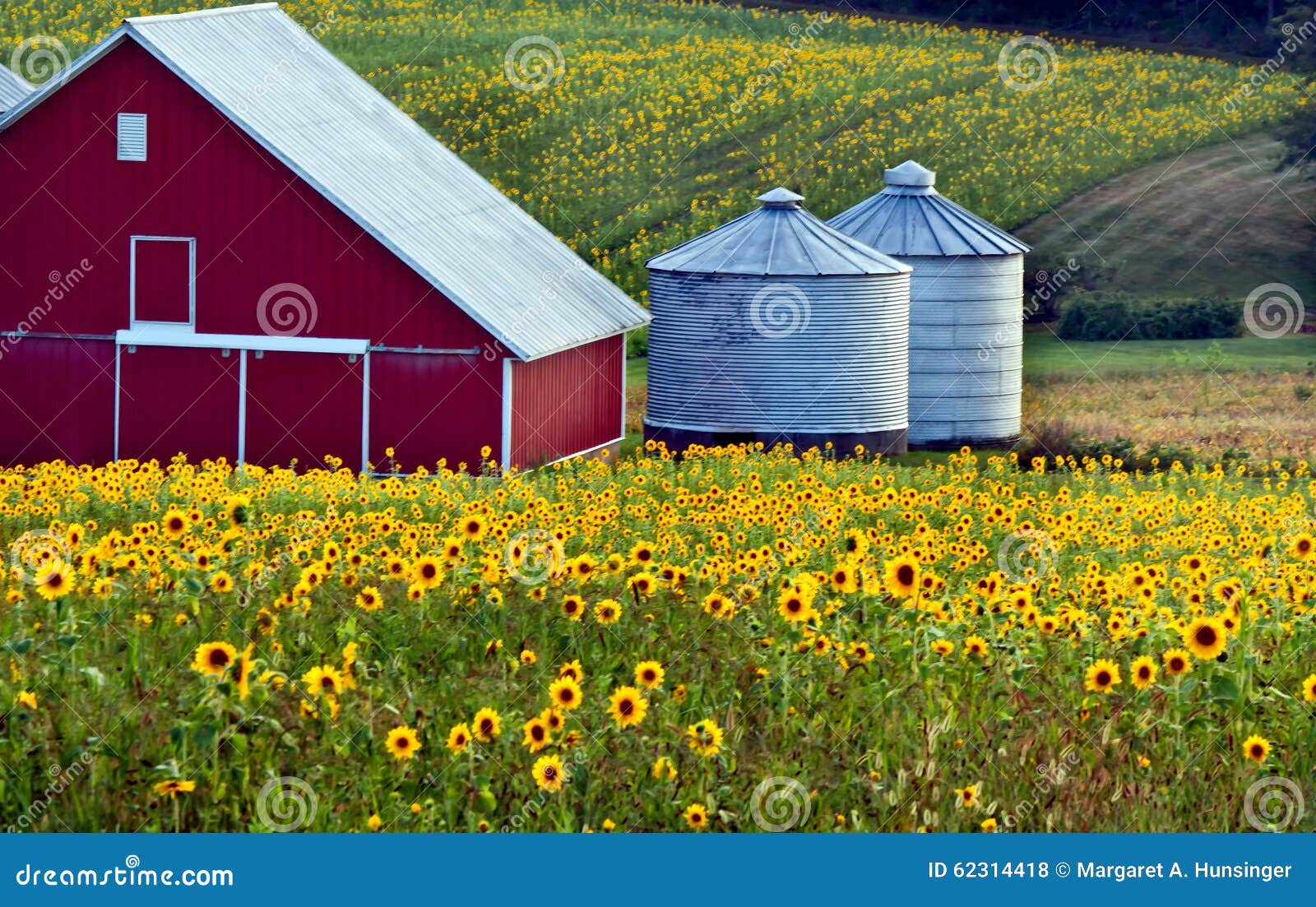 Red Barn in a Field of Sunflowers Stock Photo - Image of fields, summer ...