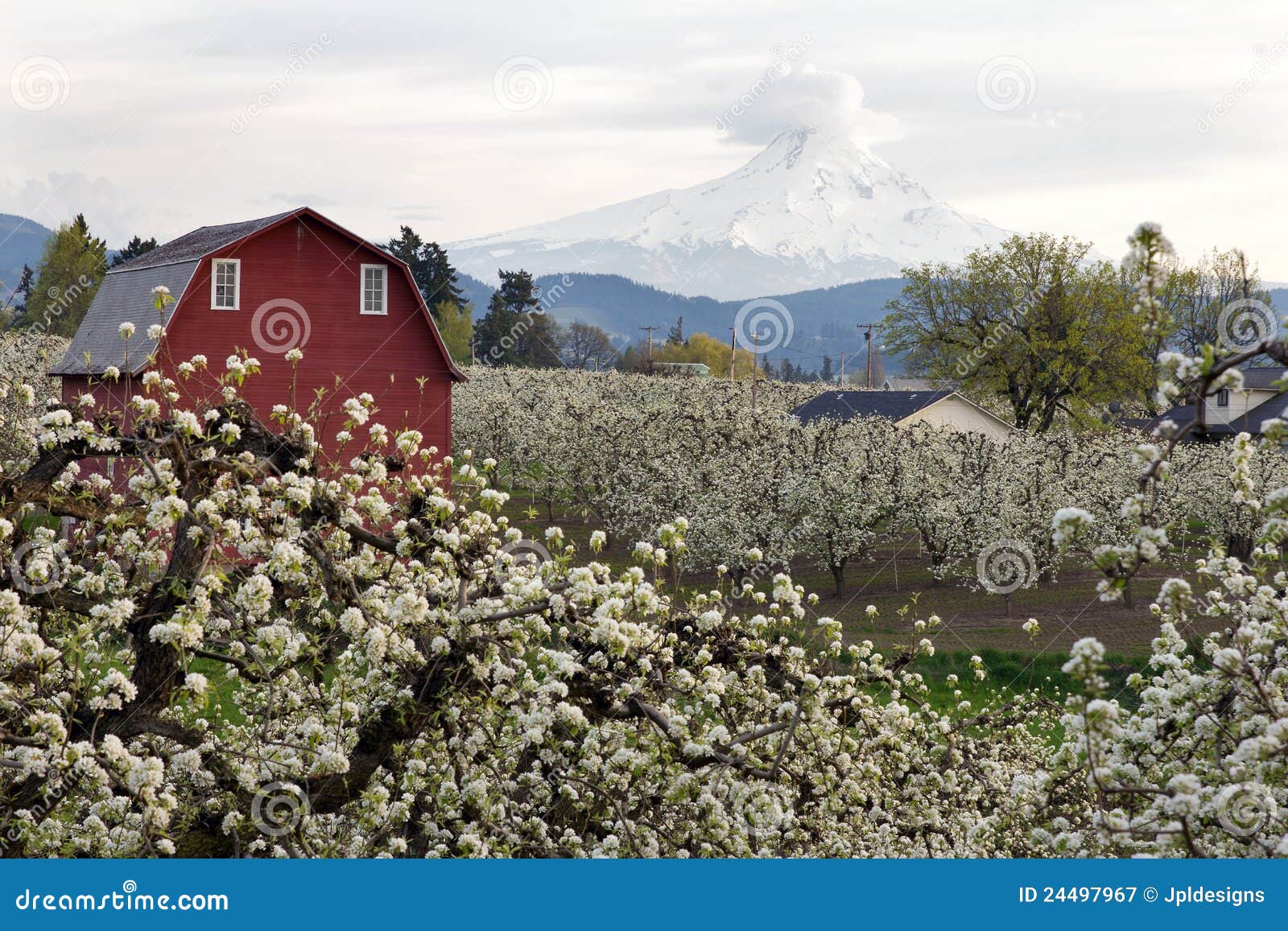 Red Barn in Hood River Pear Orchard Stock Image - Image of mount ...