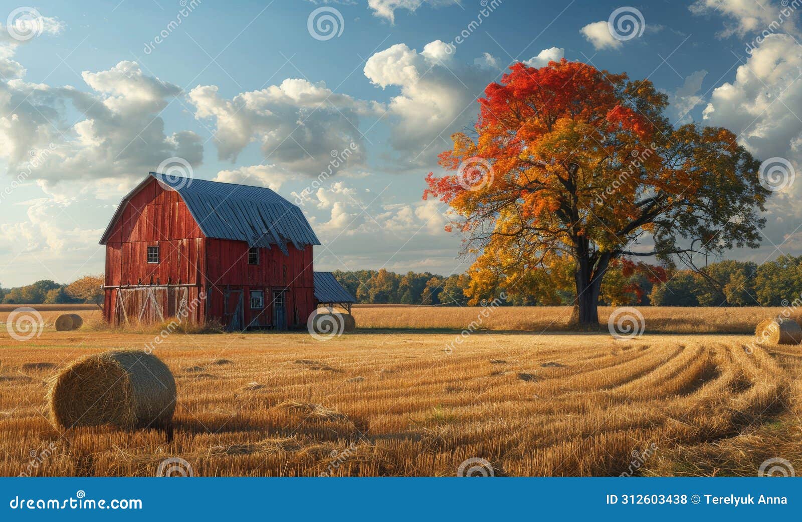 Red Barn and Maple Tree in the Fall on Farm Stock Photo - Image of ...