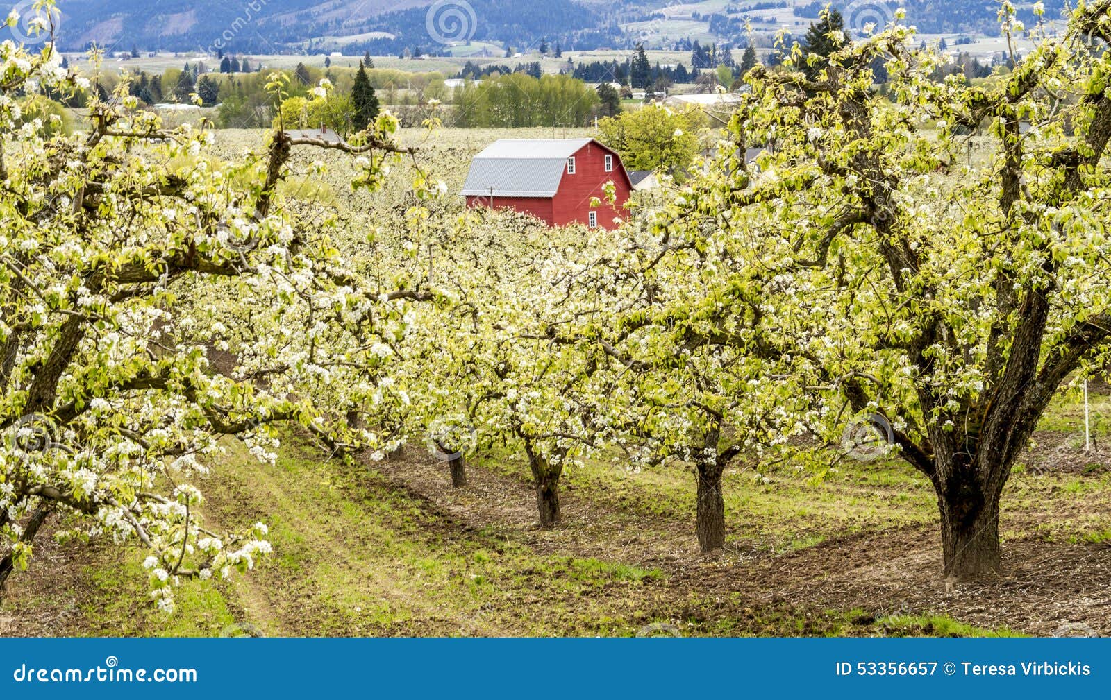 Red Barn in Oregon Pear Orchards Stock Image - Image of pear ...