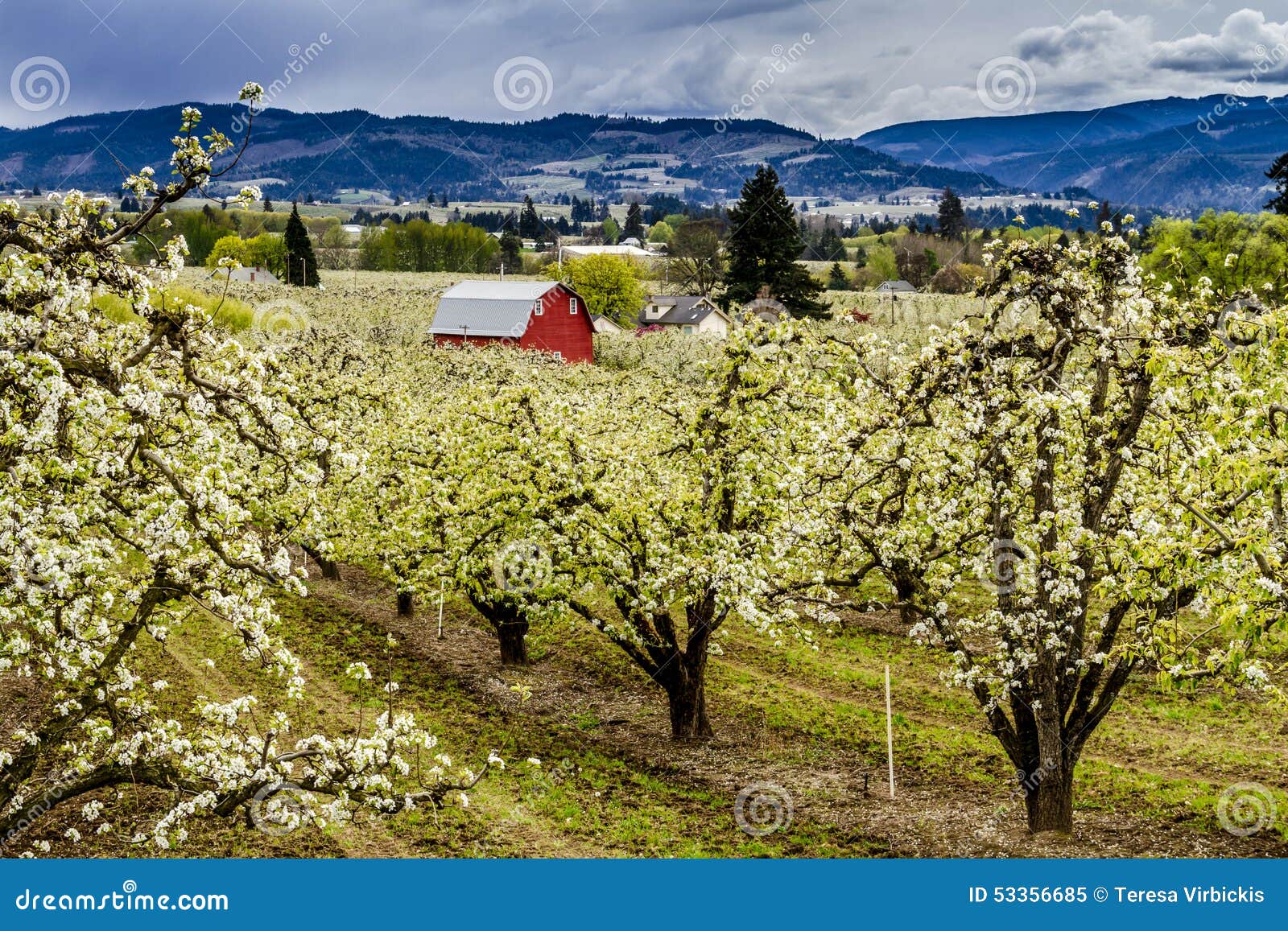 Red Barn in Oregon Pear Orchards Stock Image - Image of grass, leaves ...