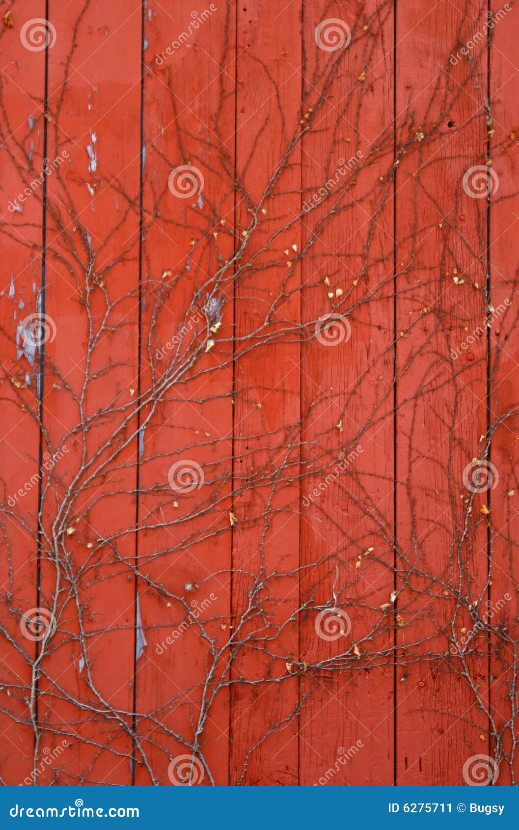 Red Barn Paneling with Vines Stock Image - Image of western, branch ...