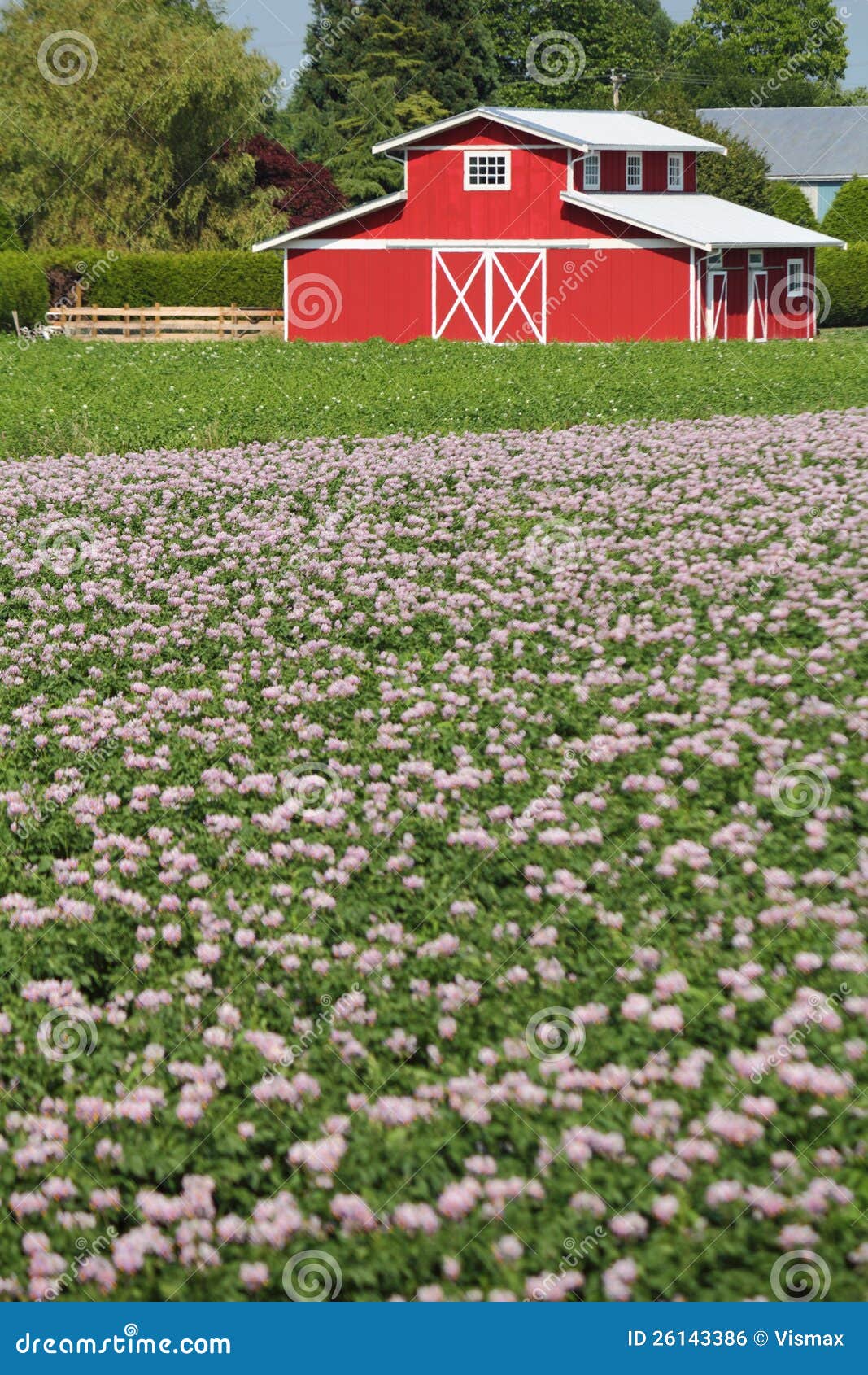 Red Barn, Potato Field stock photo. Image of window, crop - 26143386
