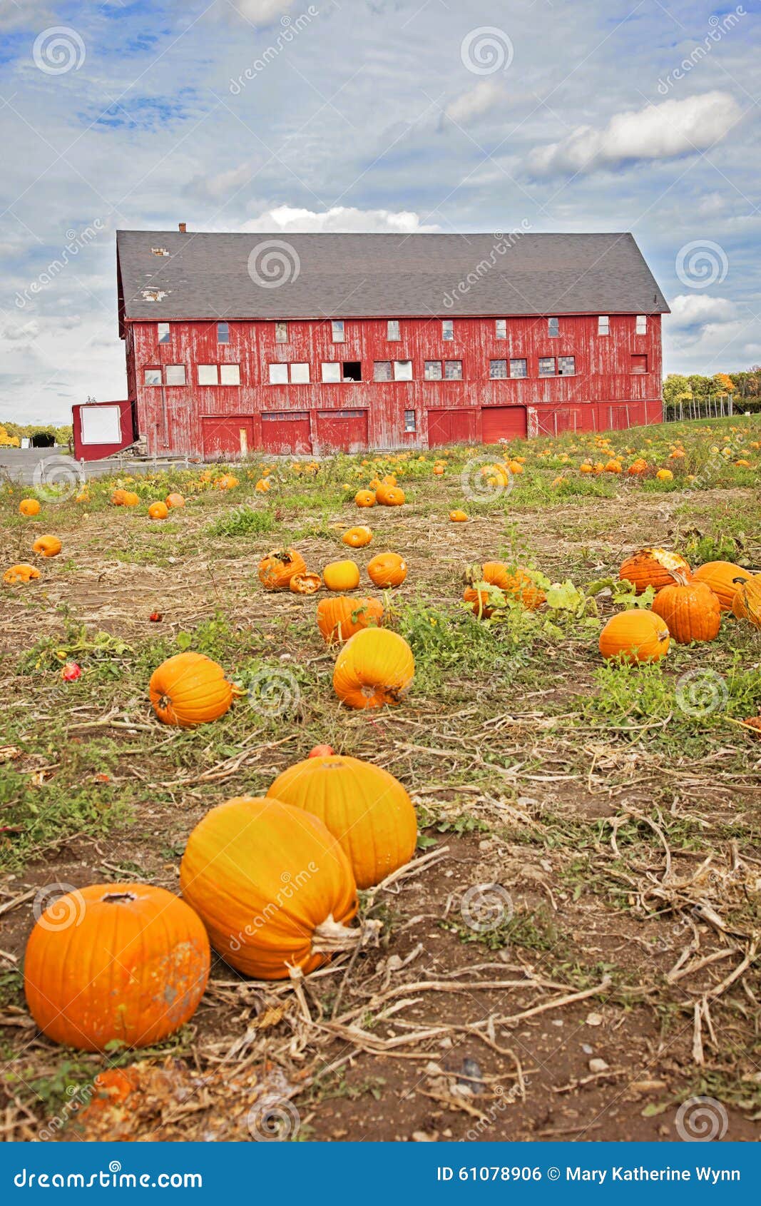 Red Barn on pumpkin farm stock photo. Image of pumpkin - 61078906