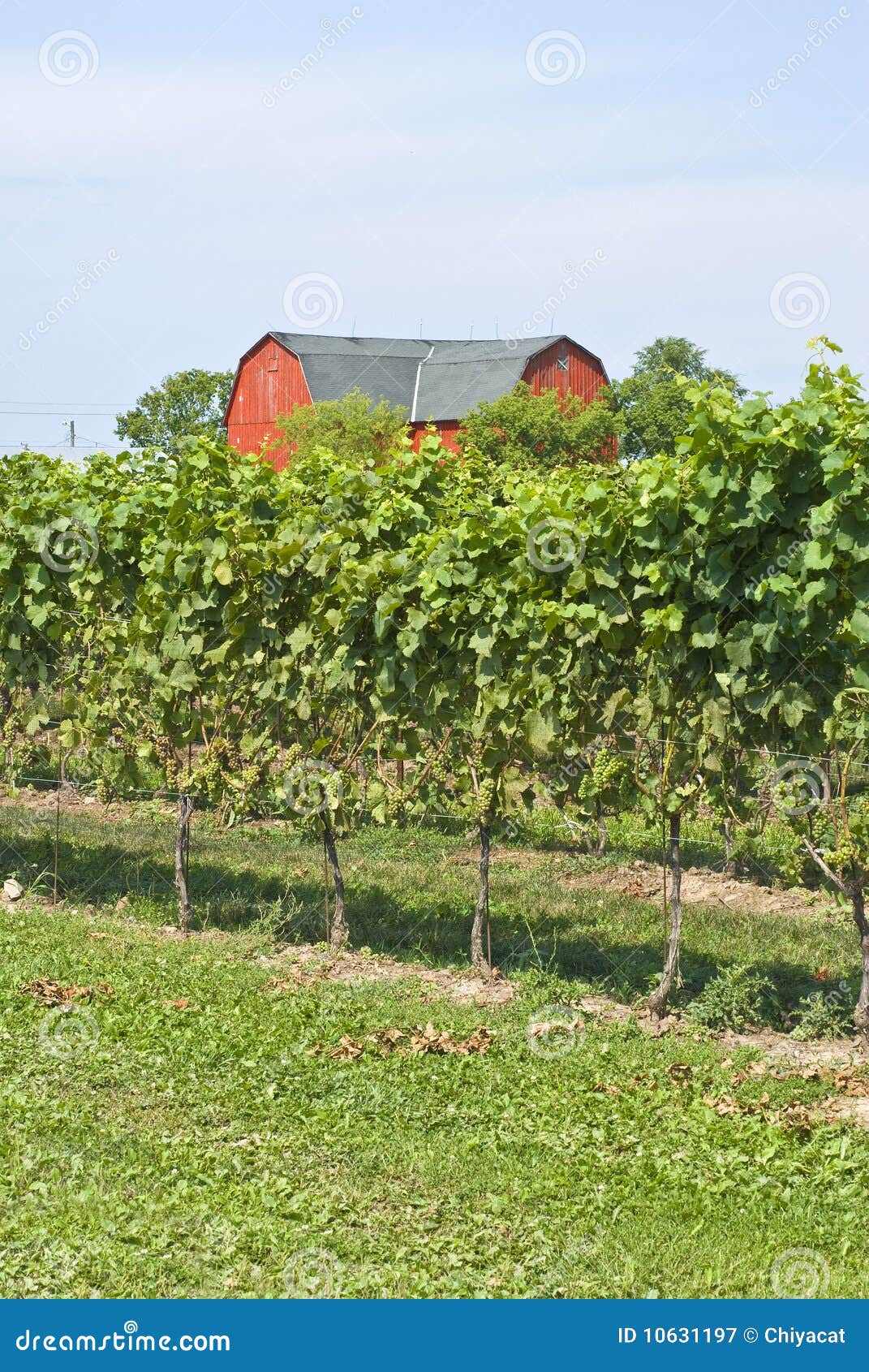 Red Barn in a Vineyard stock image. Image of farm, alcohol - 10631197