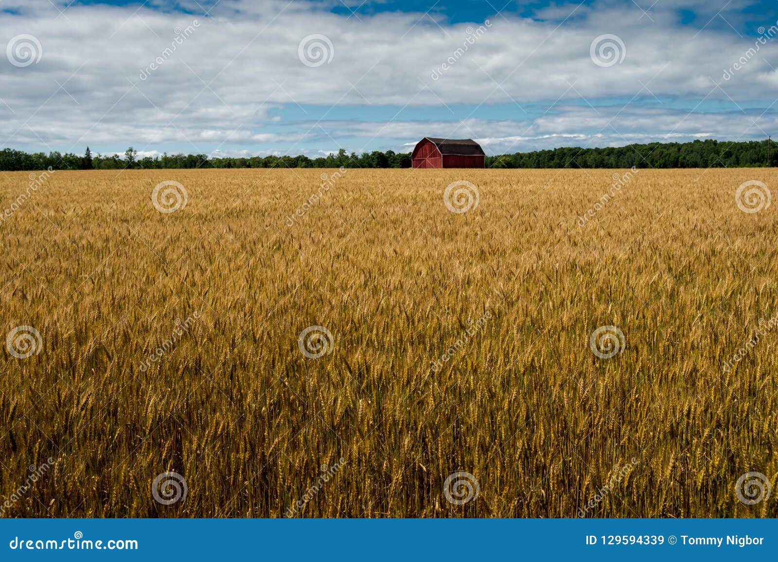 Red Barn in Wheat Field Blue Sky and Clouds Stock Image - Image of ...