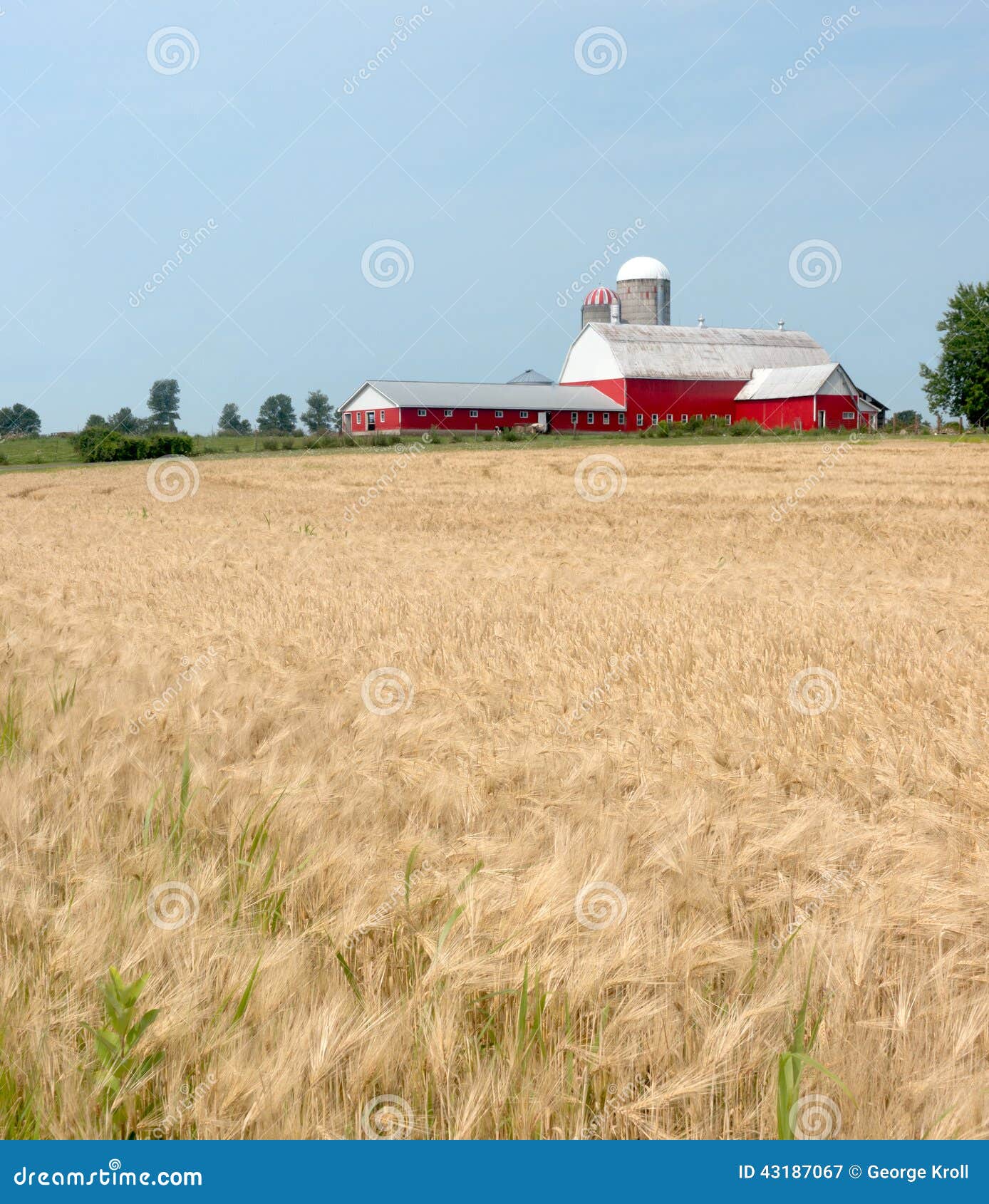 Red Barn and Wheat Field stock image. Image of rural - 43187067