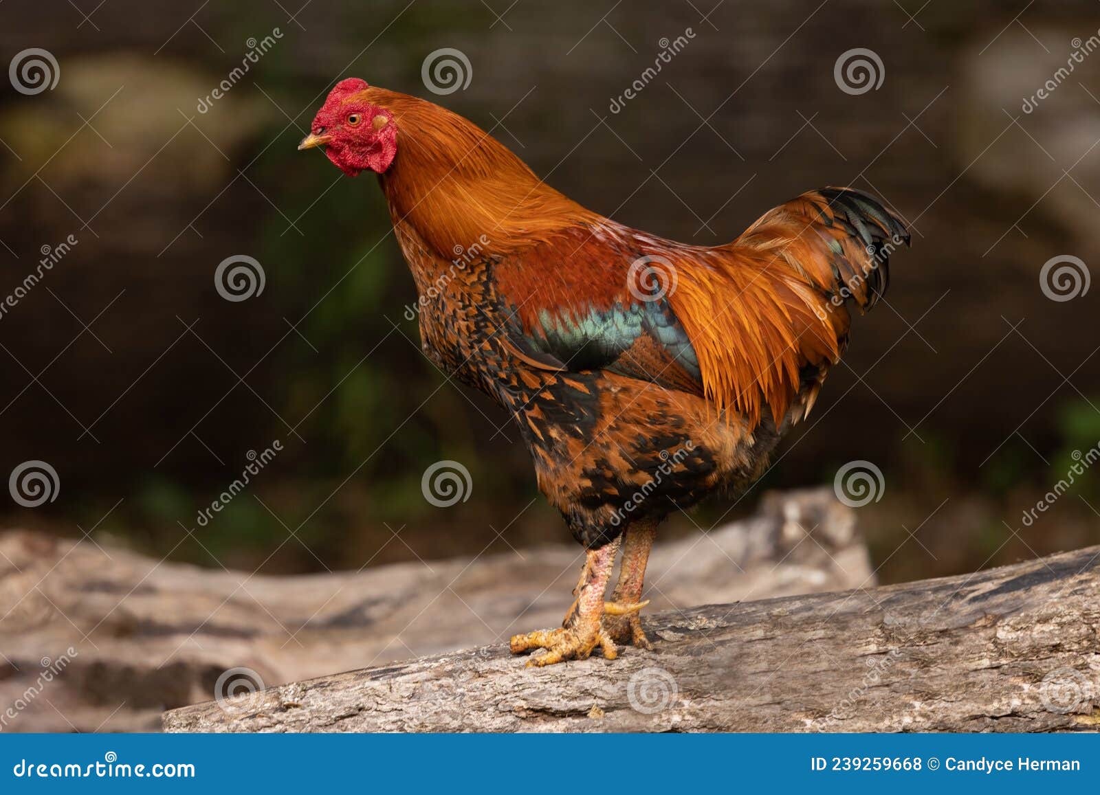 Beautiful barnyard chicken stock photo. Image of food - 239259668